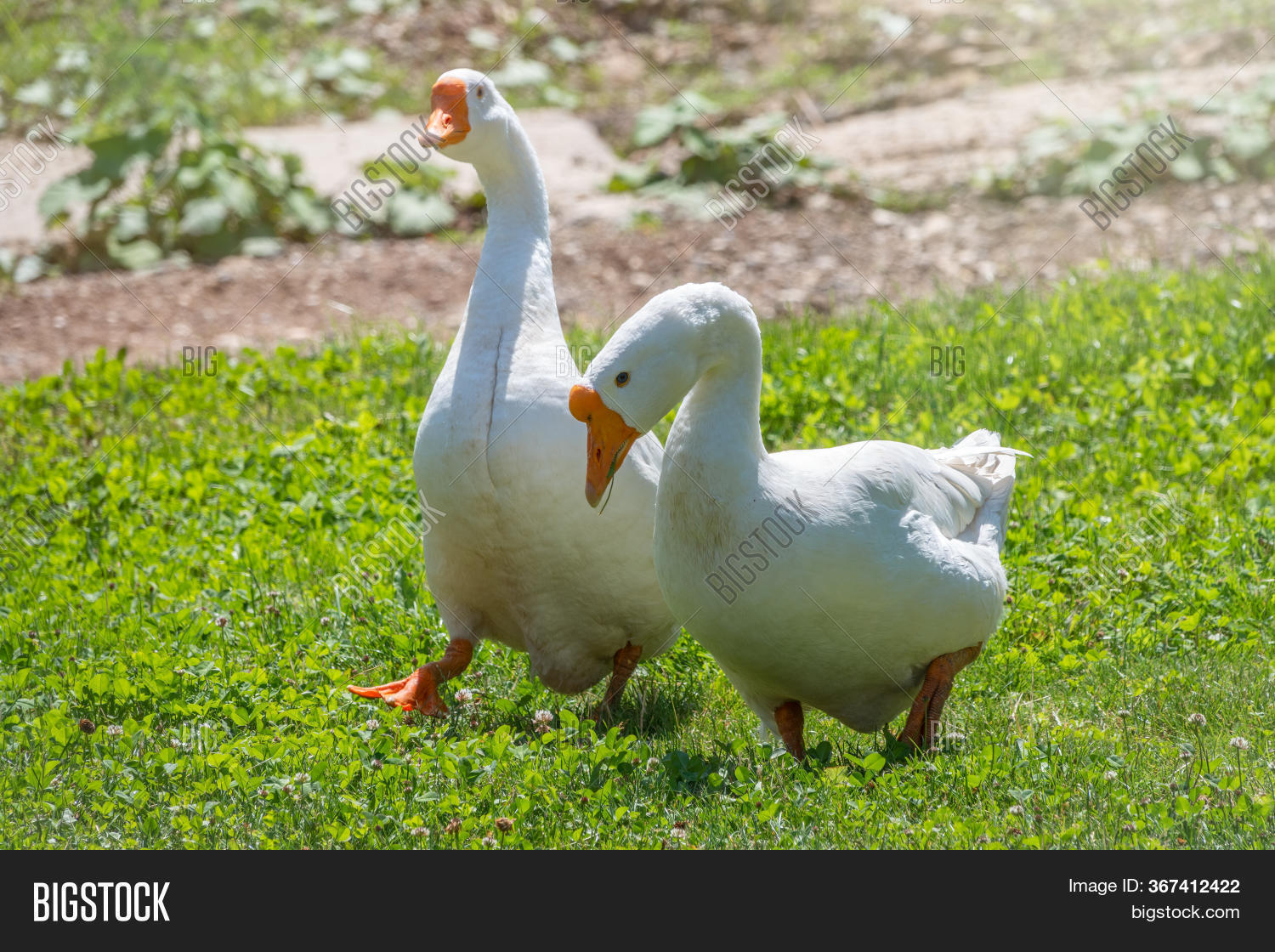 Two White Big Geese Image & Photo (Free Trial) | Bigstock