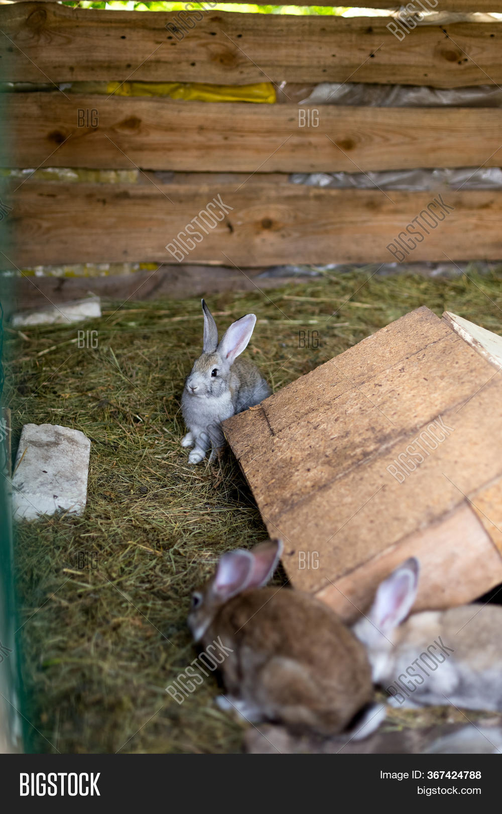 Breeding Group Rabbits Image & Photo (Free Trial) | Bigstock