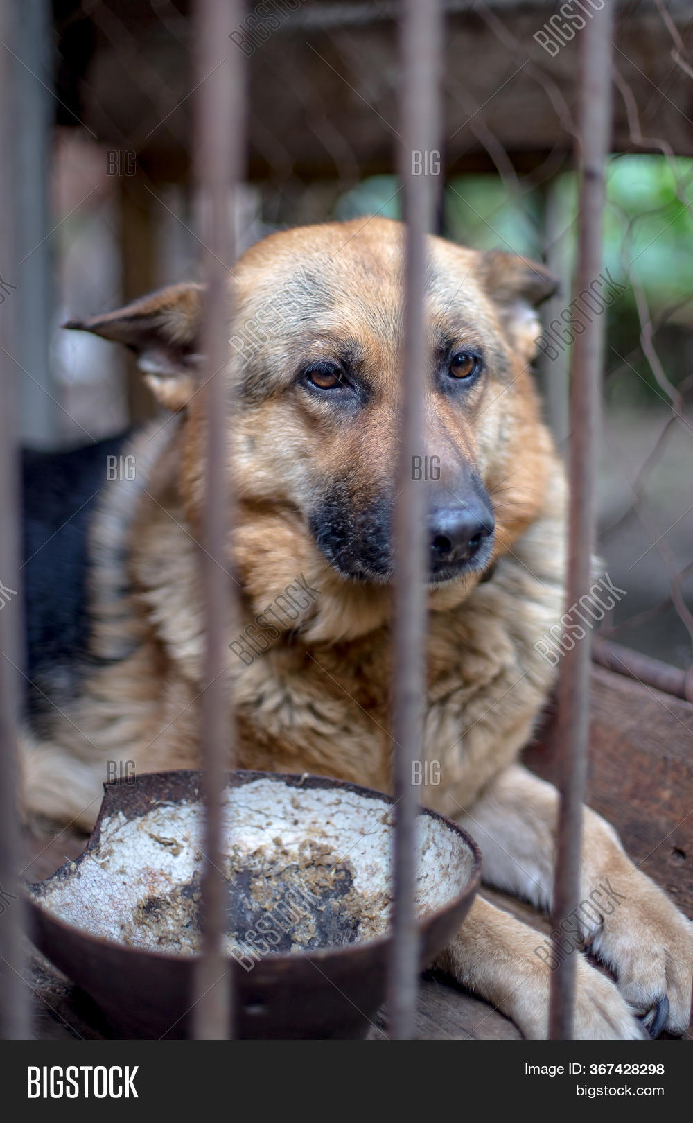 Big Sad Shepherd Old Image & Photo (Free Trial) | Bigstock