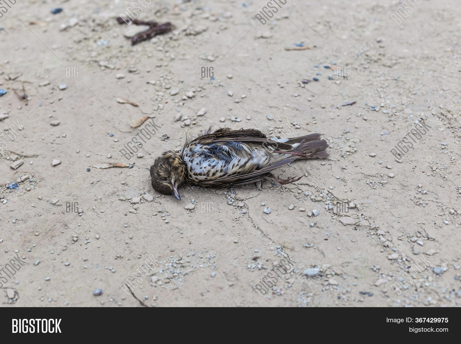 Dead Bird On Concrete Image & Photo (Free Trial) | Bigstock