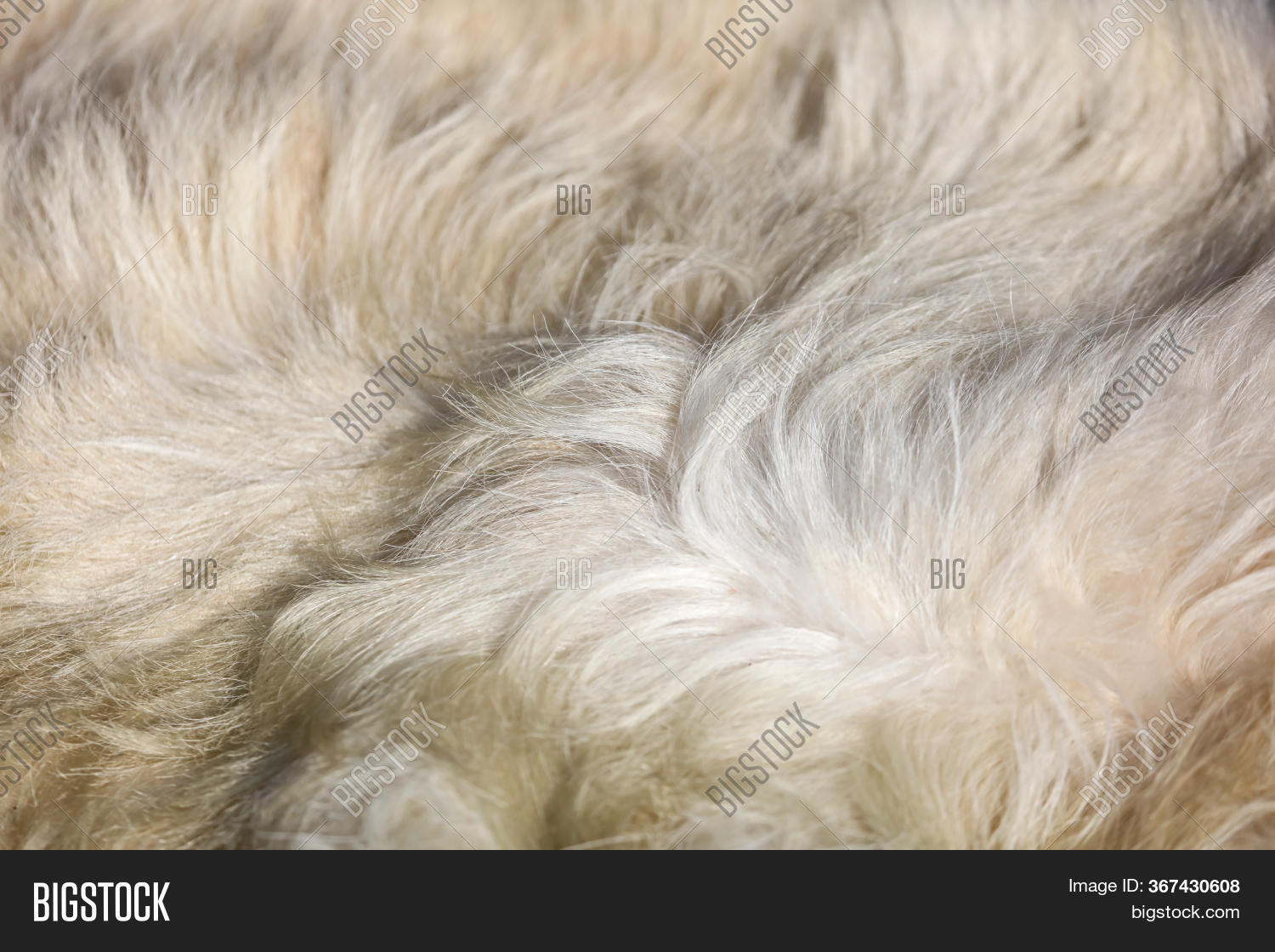 Animal Fur Abstract Image & Photo (Free Trial) | Bigstock