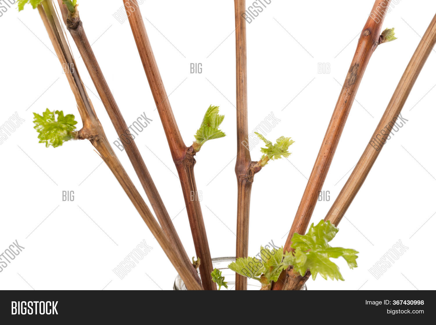 Process Growing Grapes Image & Photo (Free Trial) | Bigstock