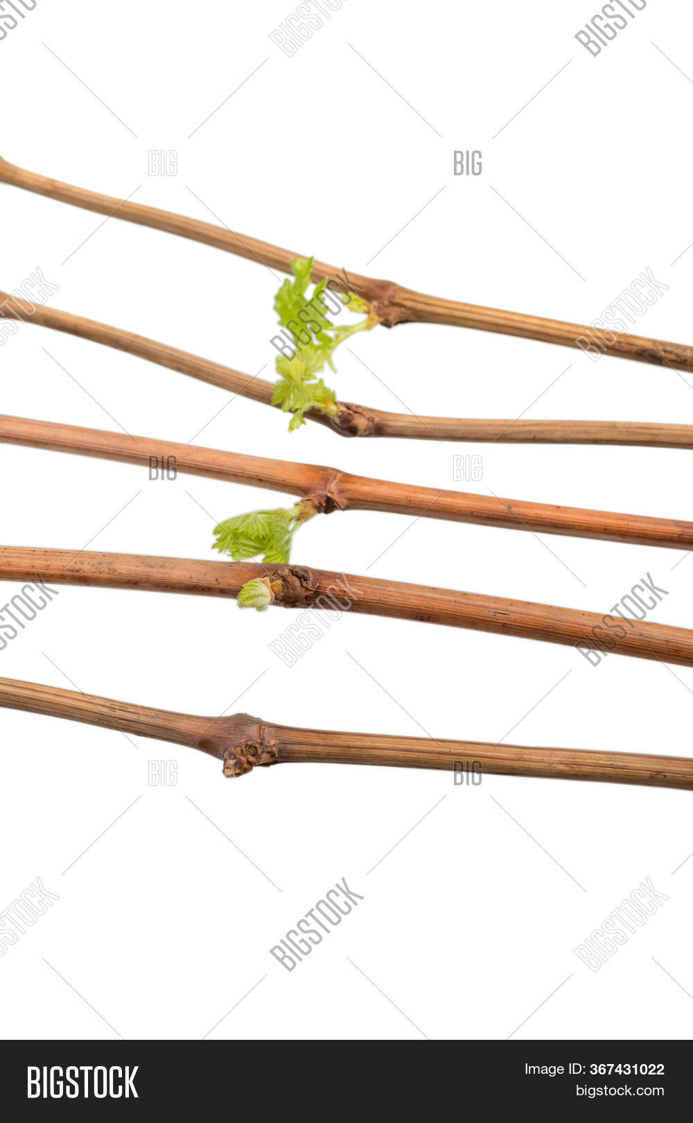 Process Growing Grapes Image & Photo (Free Trial) | Bigstock