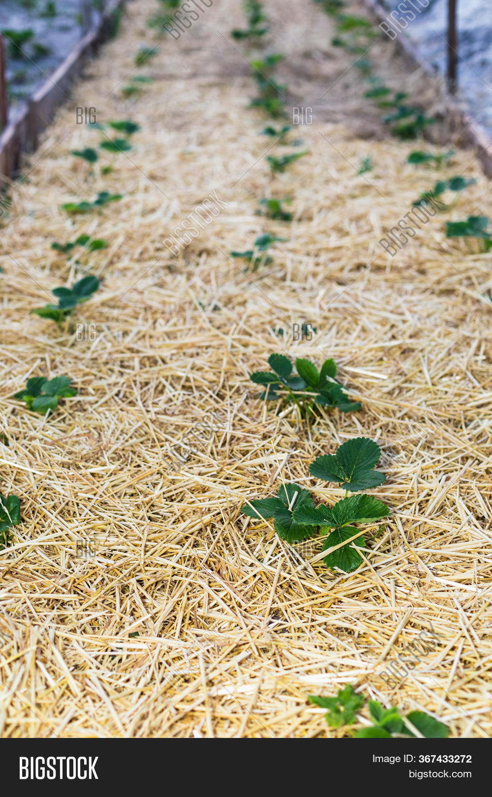 Mulching Strawberry Plants