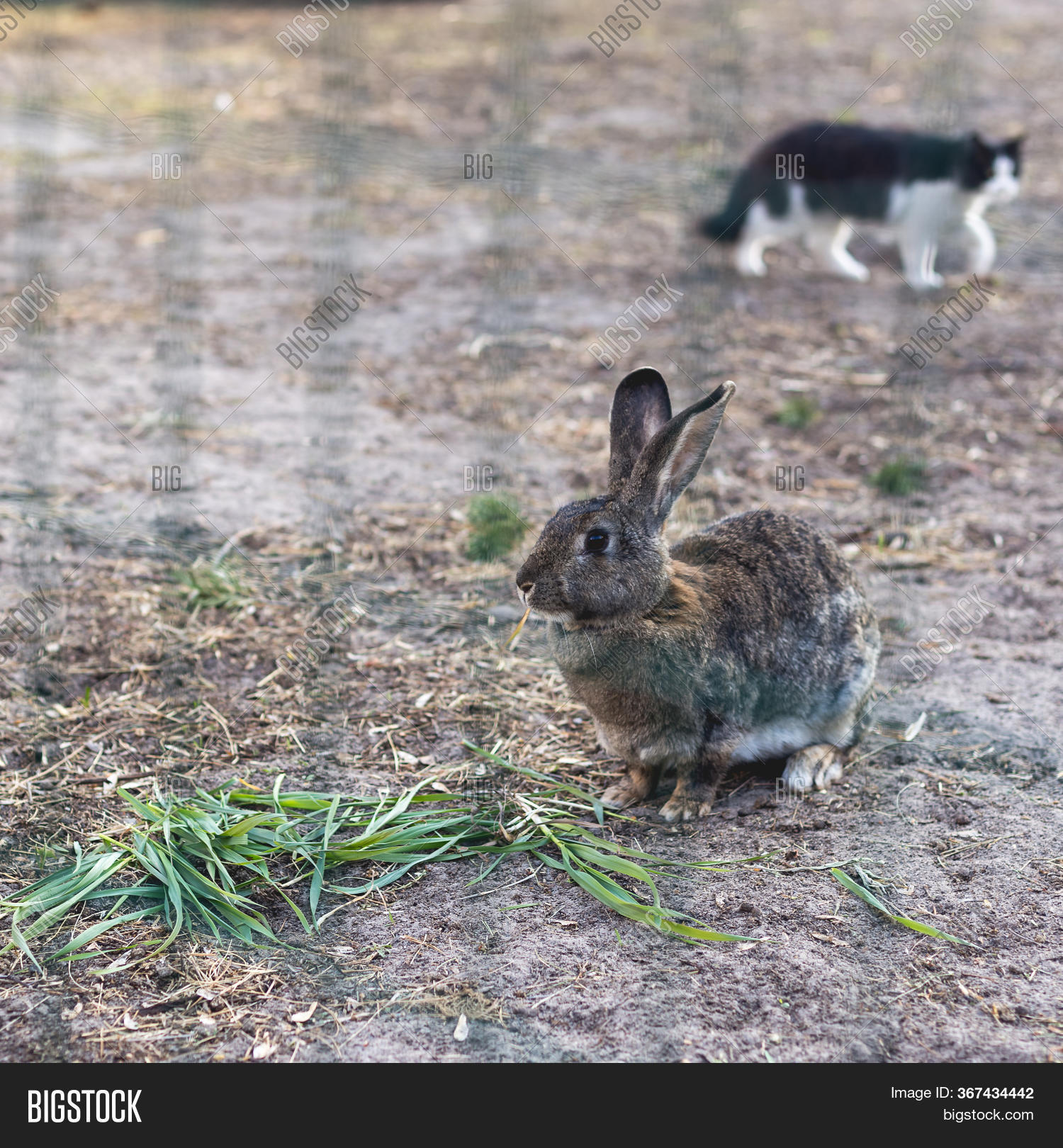 Rabbit Eats Green Image & Photo (Free Trial) | Bigstock