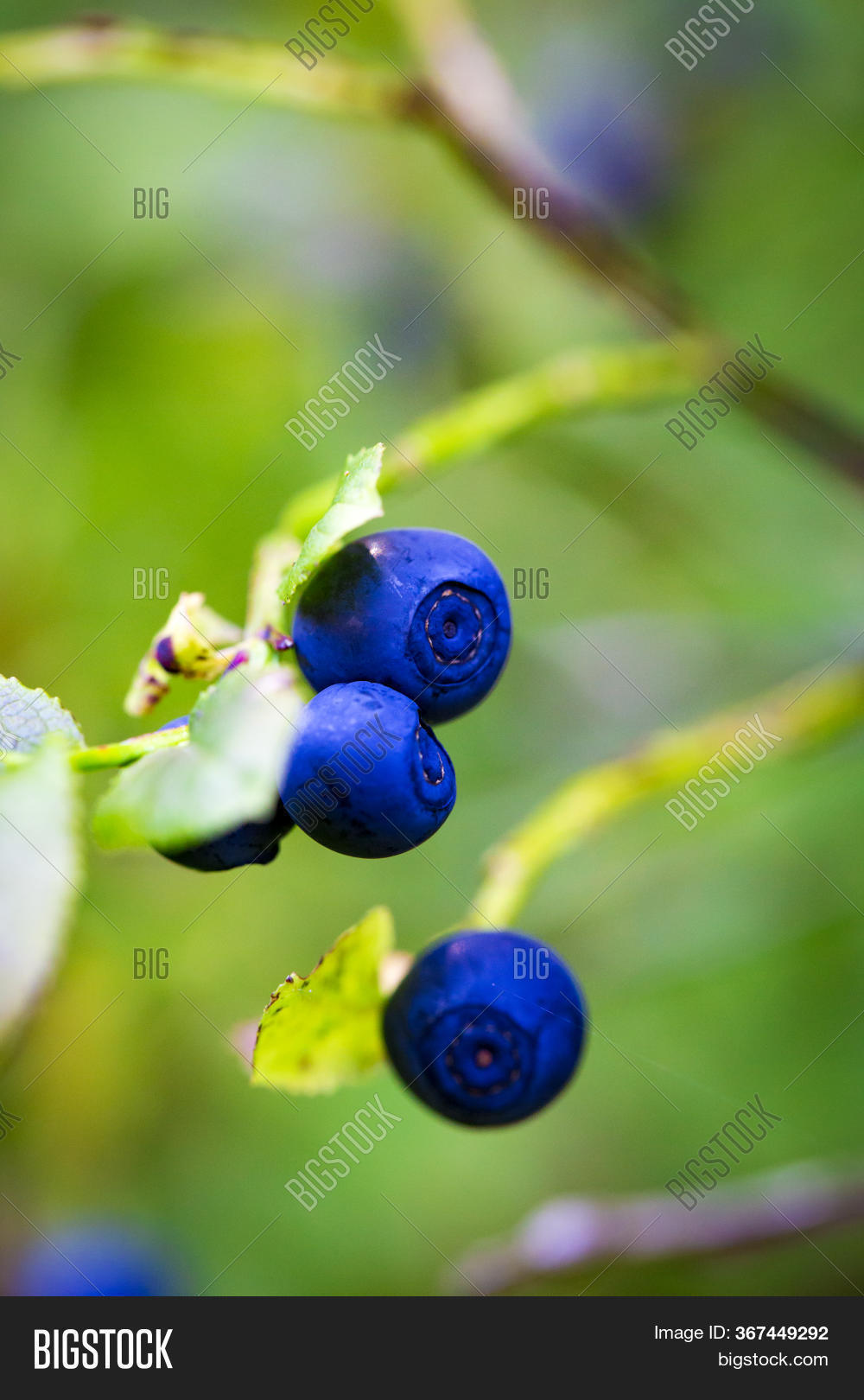 Bilberry Bush Berries Image & Photo (Free Trial) | Bigstock
