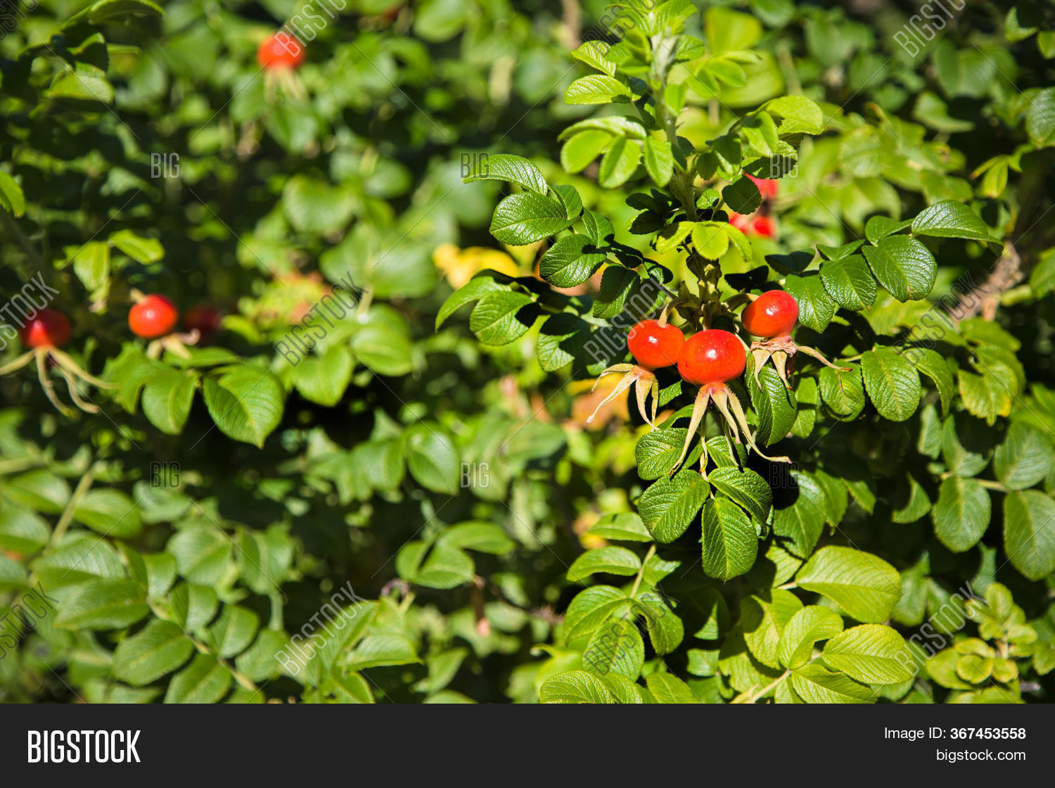 Large Red Rosehip Image & Photo (Free Trial) | Bigstock