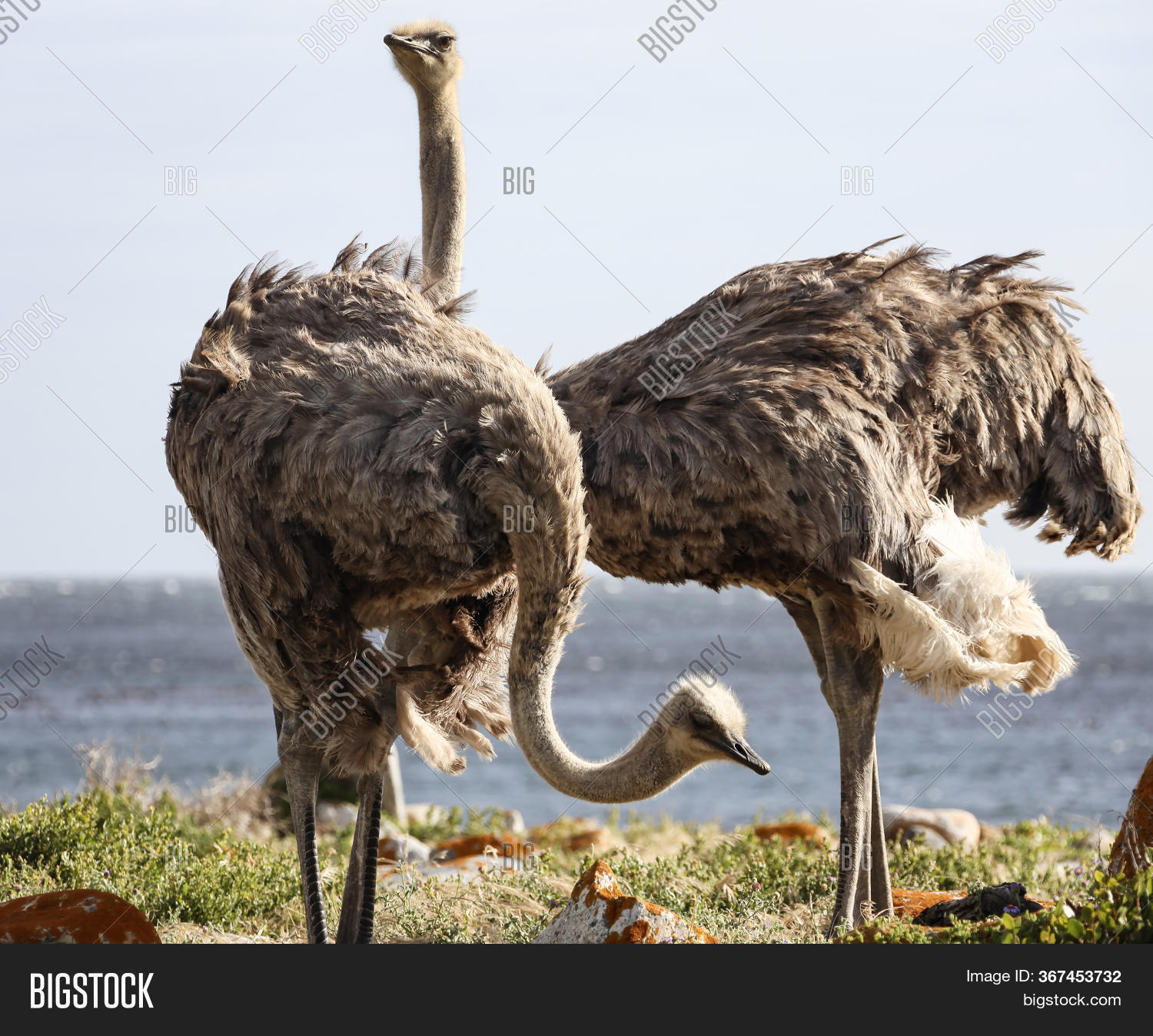 Female Ostrich Graze Image & Photo (Free Trial) | Bigstock