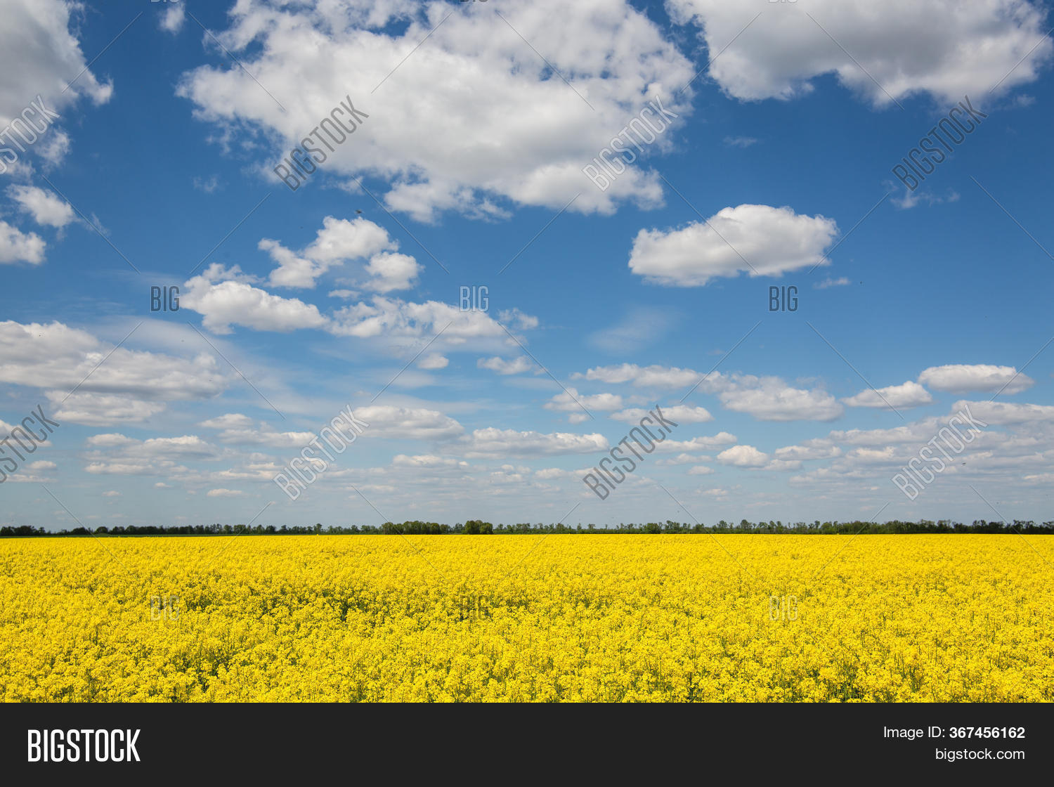 Colorful Yellow Spring Image & Photo (Free Trial) | Bigstock