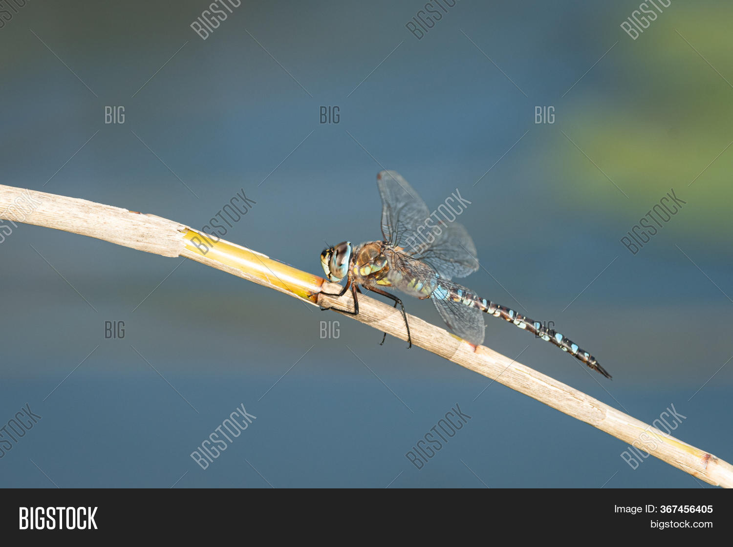 Migrant Hawker Image & Photo (Free Trial) | Bigstock
