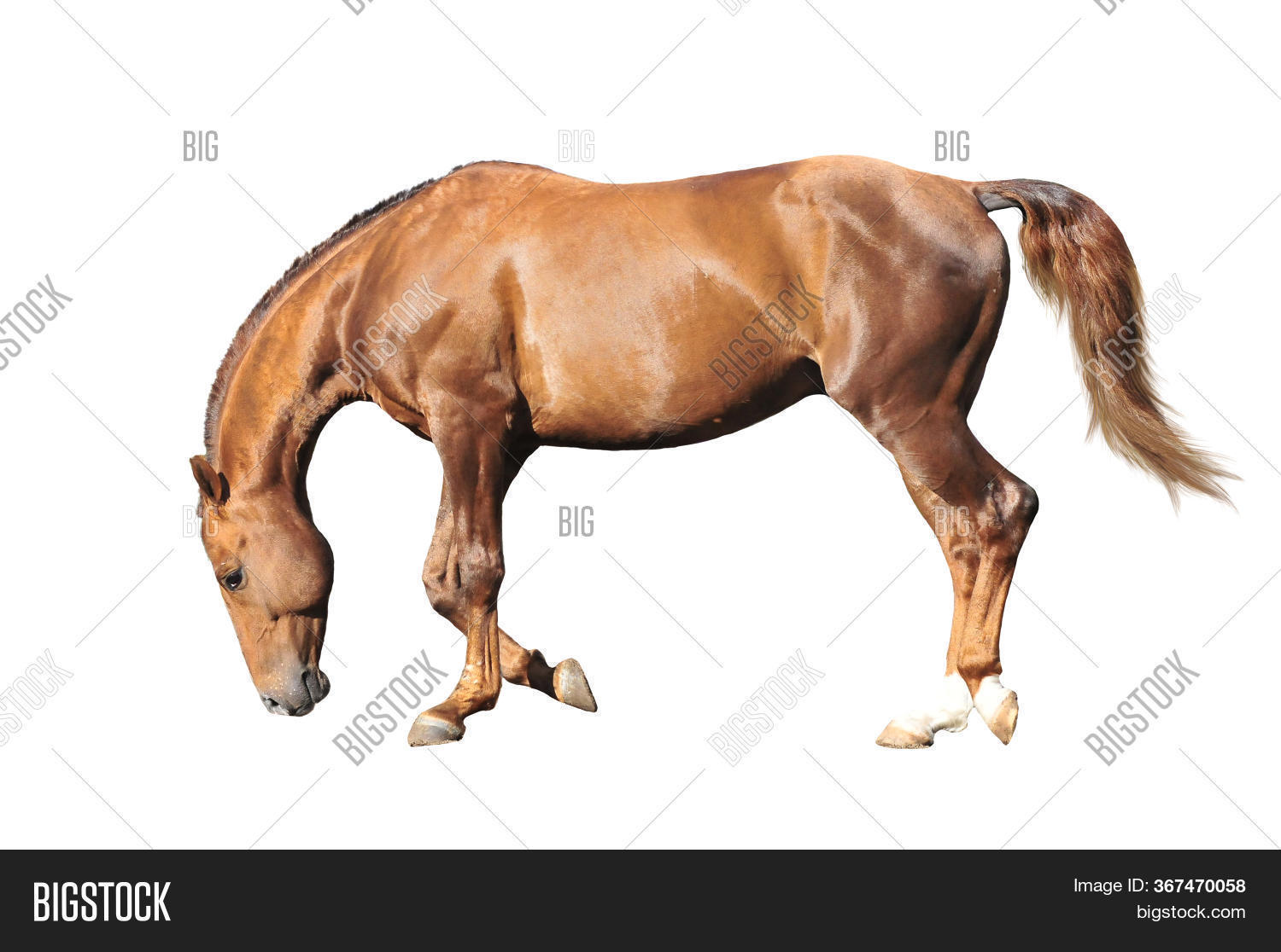 Red Horse Isolated On Image & Photo (Free Trial) | Bigstock