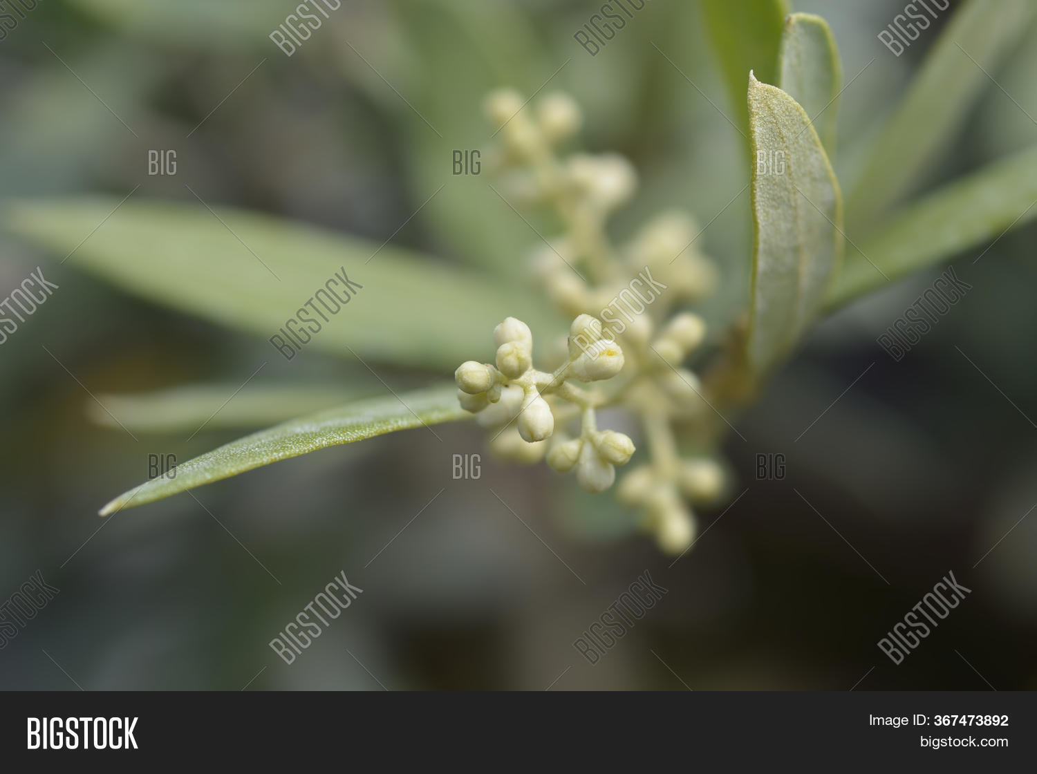 Common Olive Flower Image & Photo (Free Trial) | Bigstock