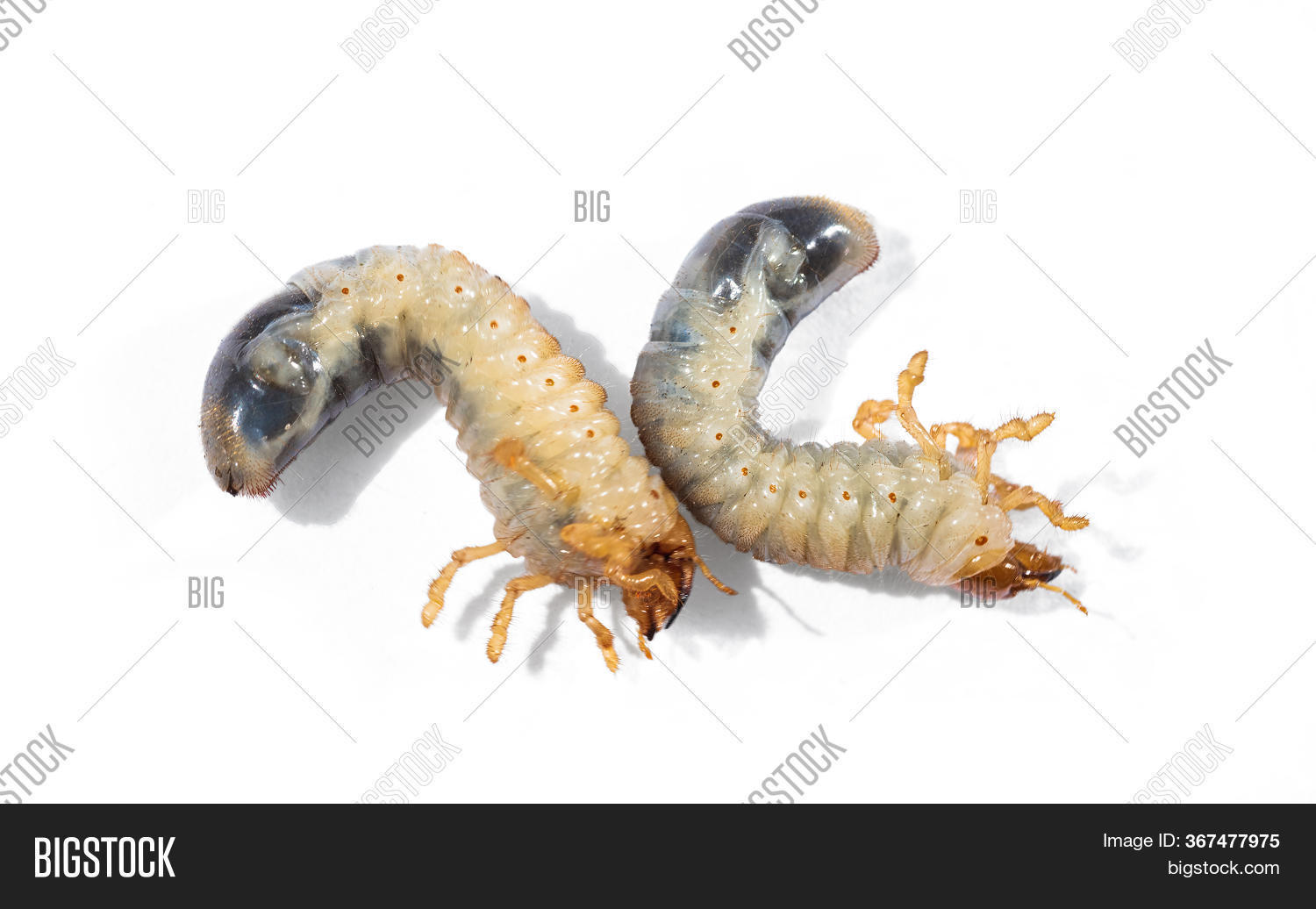 Two White Chafer Grub Image & Photo (Free Trial) | Bigstock