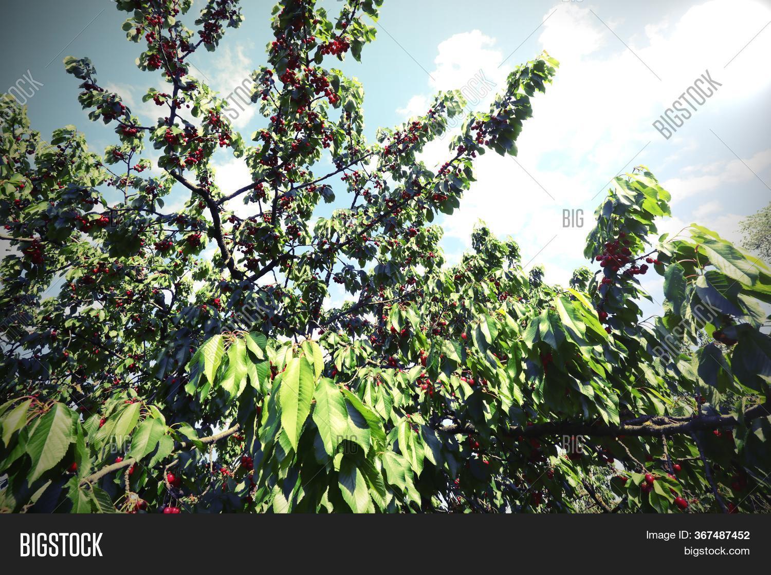 Large Cherry Tree Red Image & Photo (Free Trial) | Bigstock