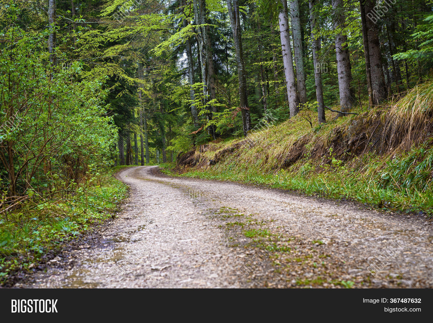 Cycling Through Forest Image & Photo (Free Trial) | Bigstock