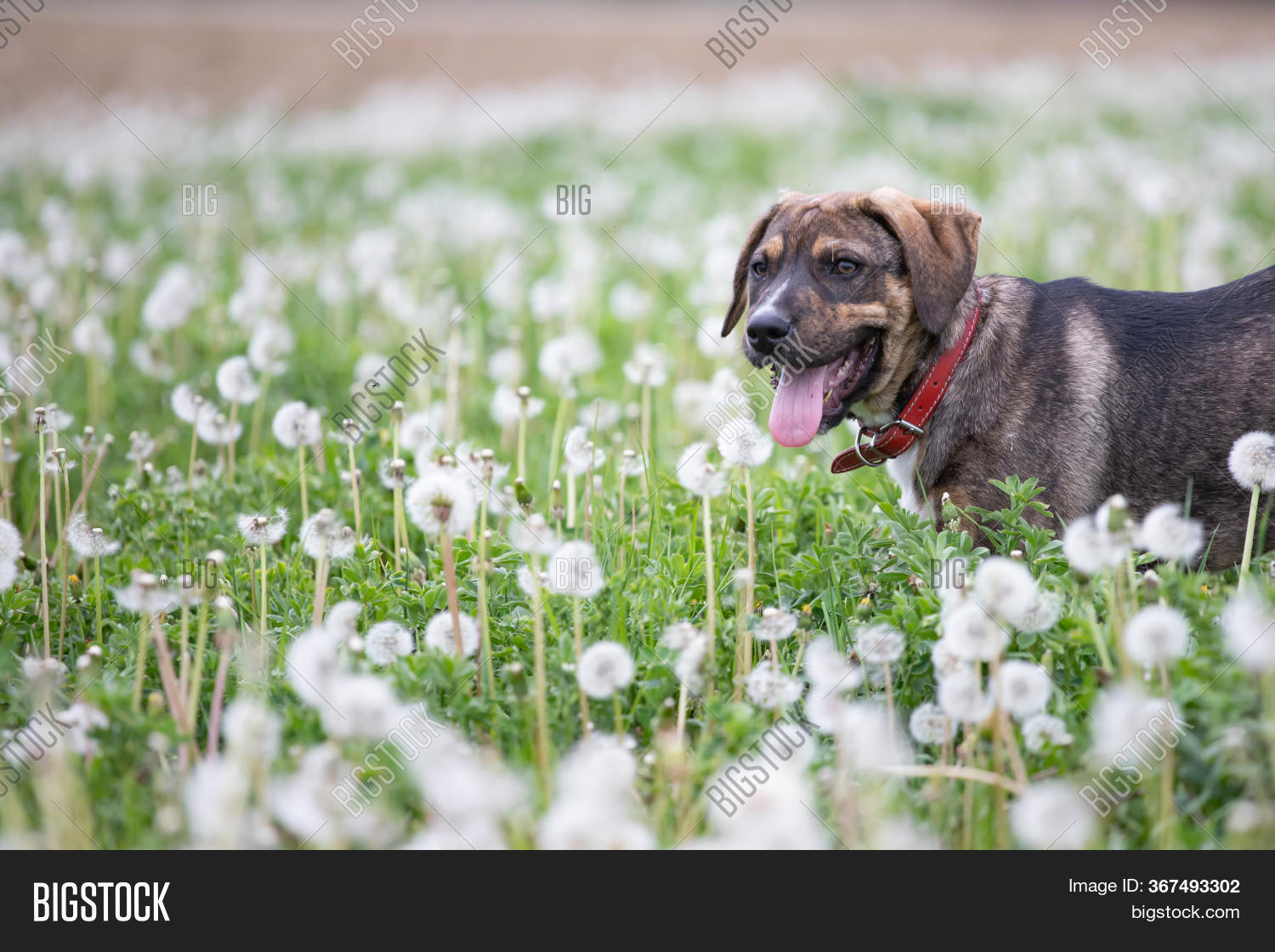 Cute Little Dog Posing Image & Photo (Free Trial) | Bigstock