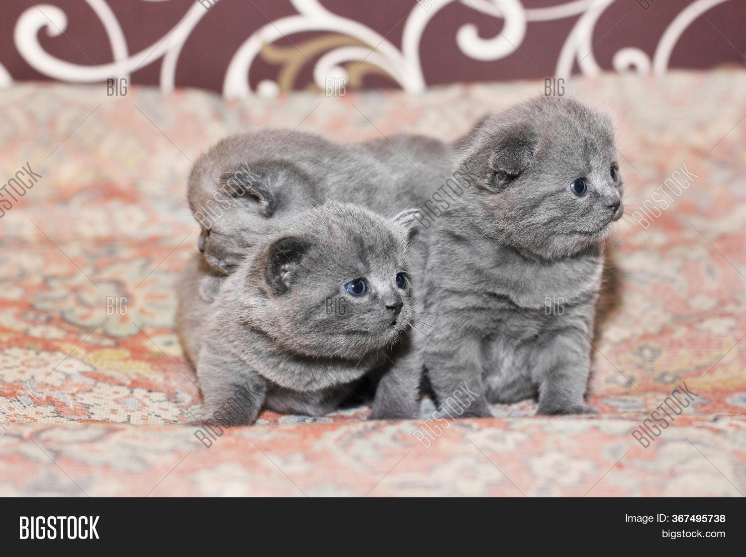 Three Little Kittens Image & Photo (Free Trial) | Bigstock