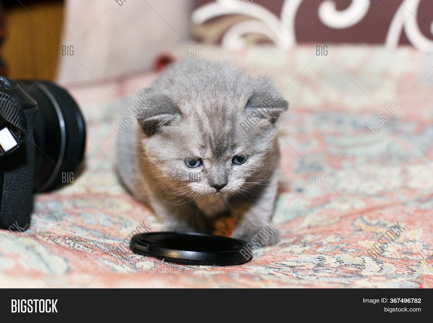Kitten Camera. Felis Image & Photo (Free Trial) | Bigstock