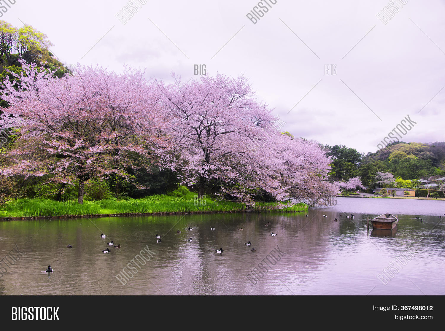 Lake Blooming Cherry Image & Photo (Free Trial) | Bigstock