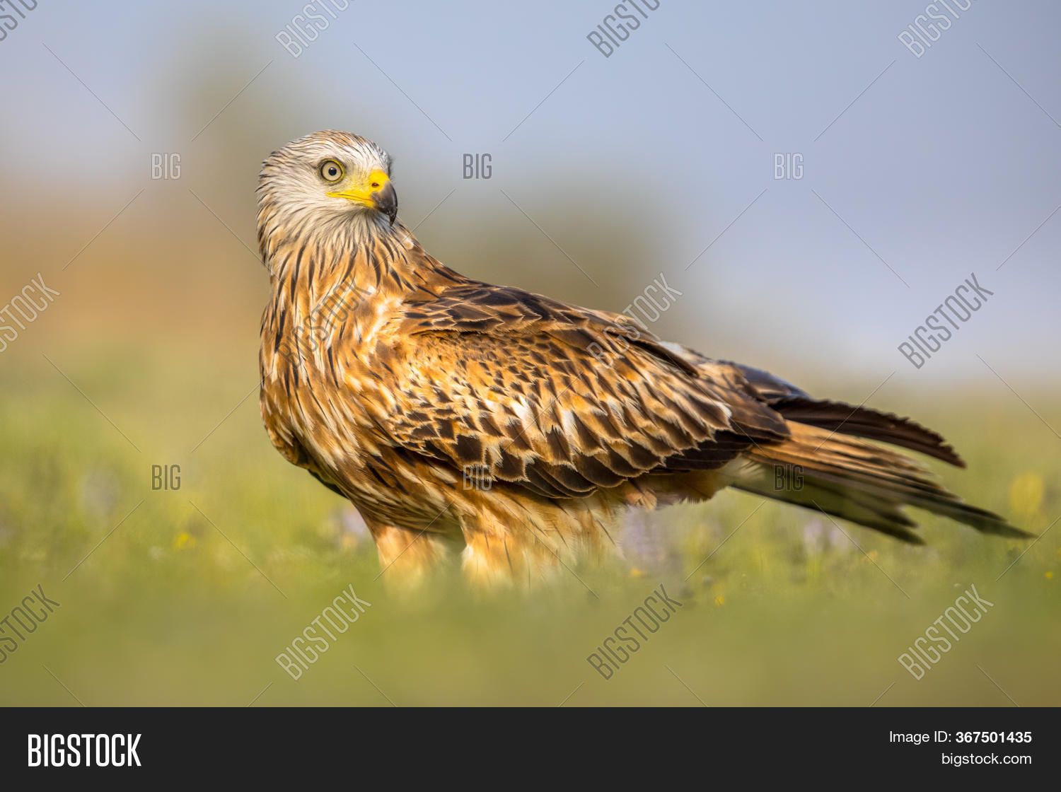 Red Kite (milvus Image & Photo (Free Trial) | Bigstock
