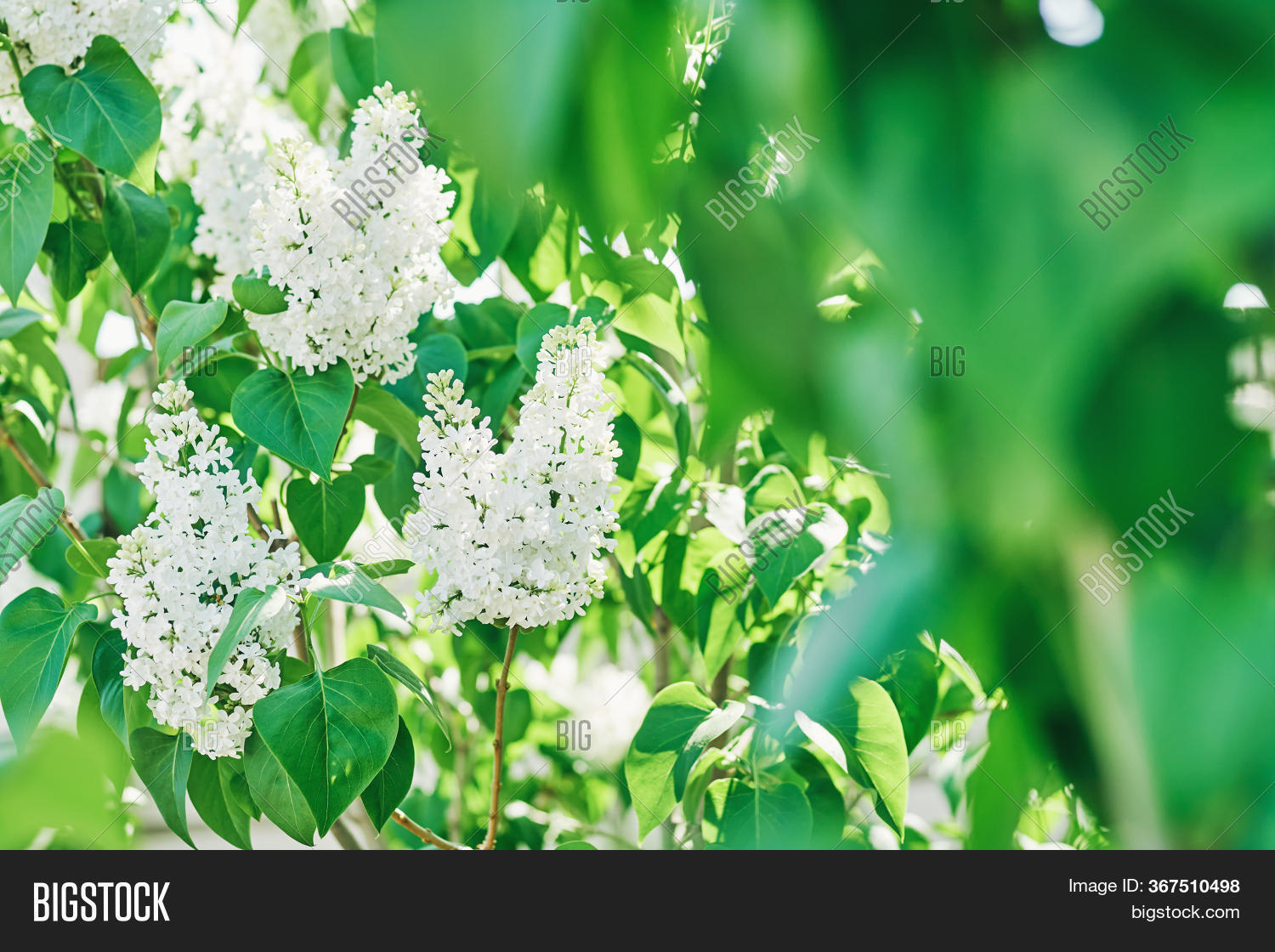 White Syringa Vulgaris Image & Photo (Free Trial) | Bigstock