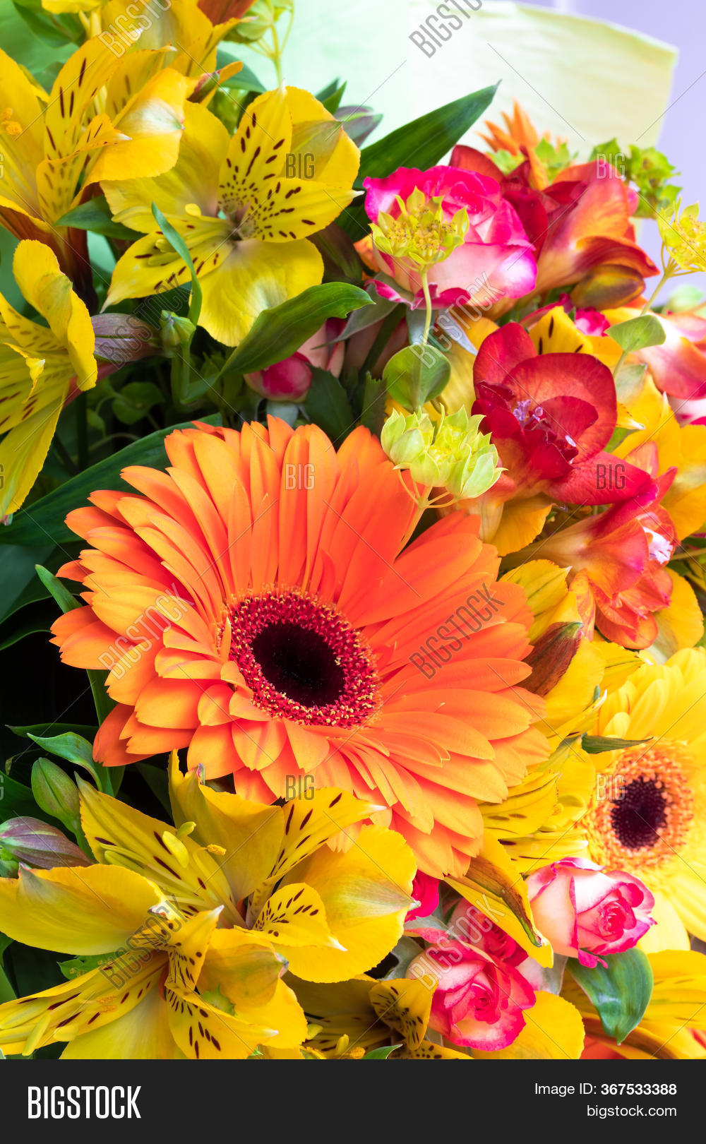 Bright Orange Gerbera Image & Photo (Free Trial) | Bigstock