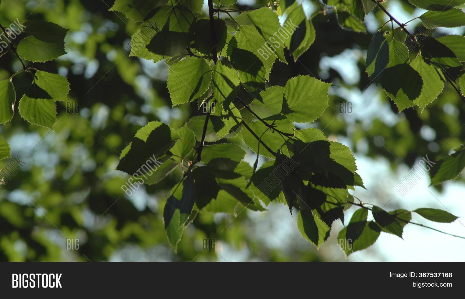 Leaves Trees Sway Wind Image & Photo (Free Trial) | Bigstock