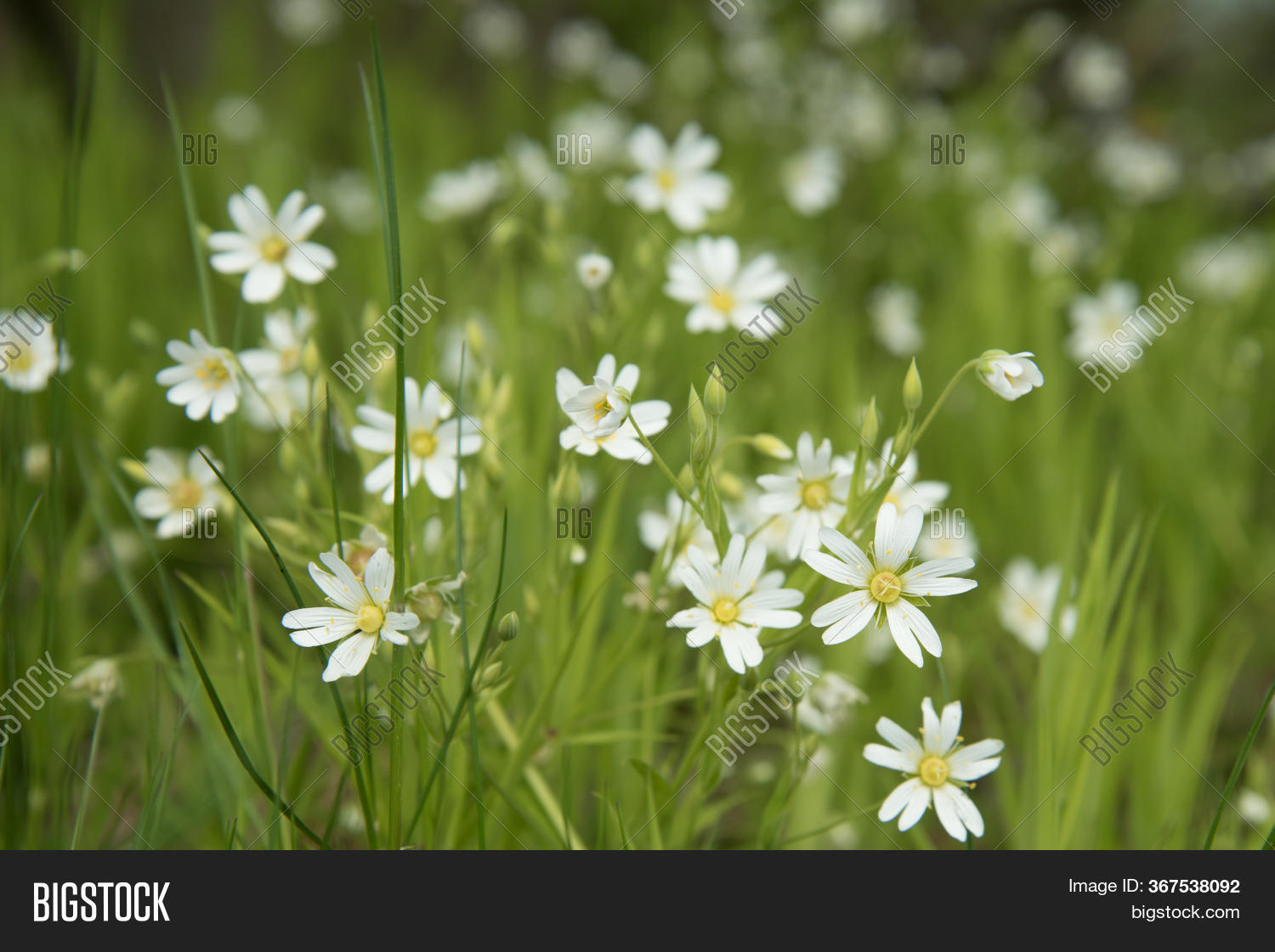 Forest Clearing Small Image & Photo (Free Trial) | Bigstock