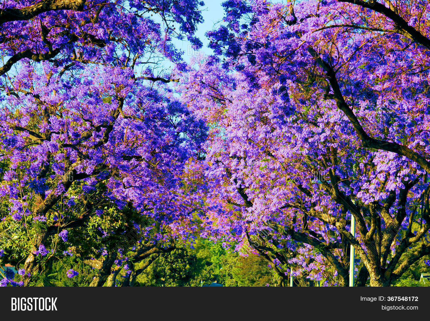 Tree Lined Residential Image & Photo (Free Trial) | Bigstock