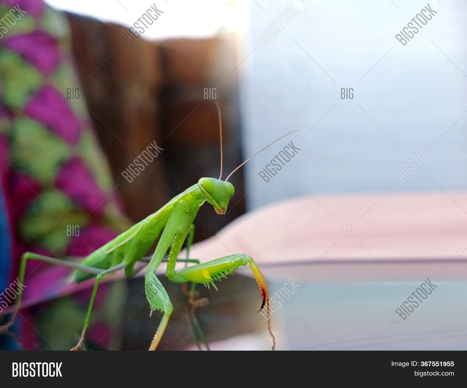 Mantis Green Colored, Image & Photo (Free Trial) | Bigstock