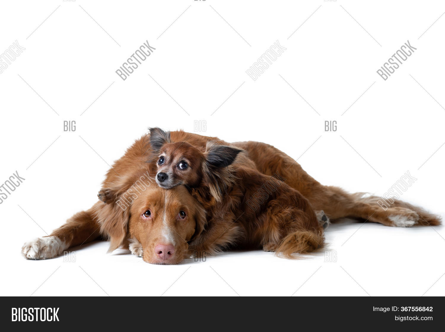 Two Red Dogs, Big Image & Photo (Free Trial) | Bigstock