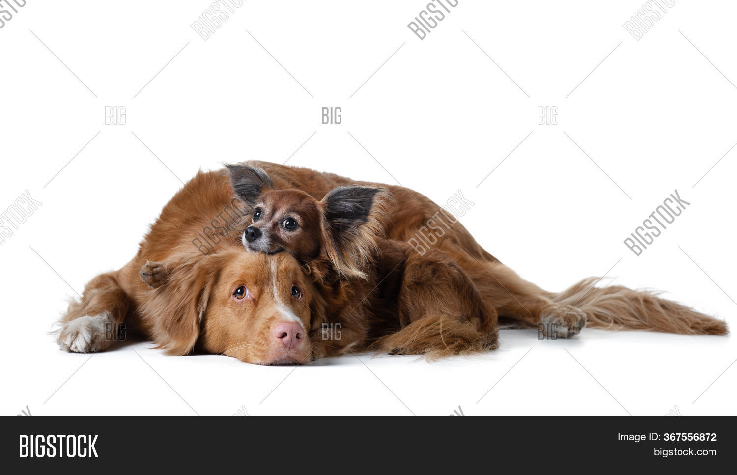 Two Red Dogs, Big Image & Photo (Free Trial) | Bigstock