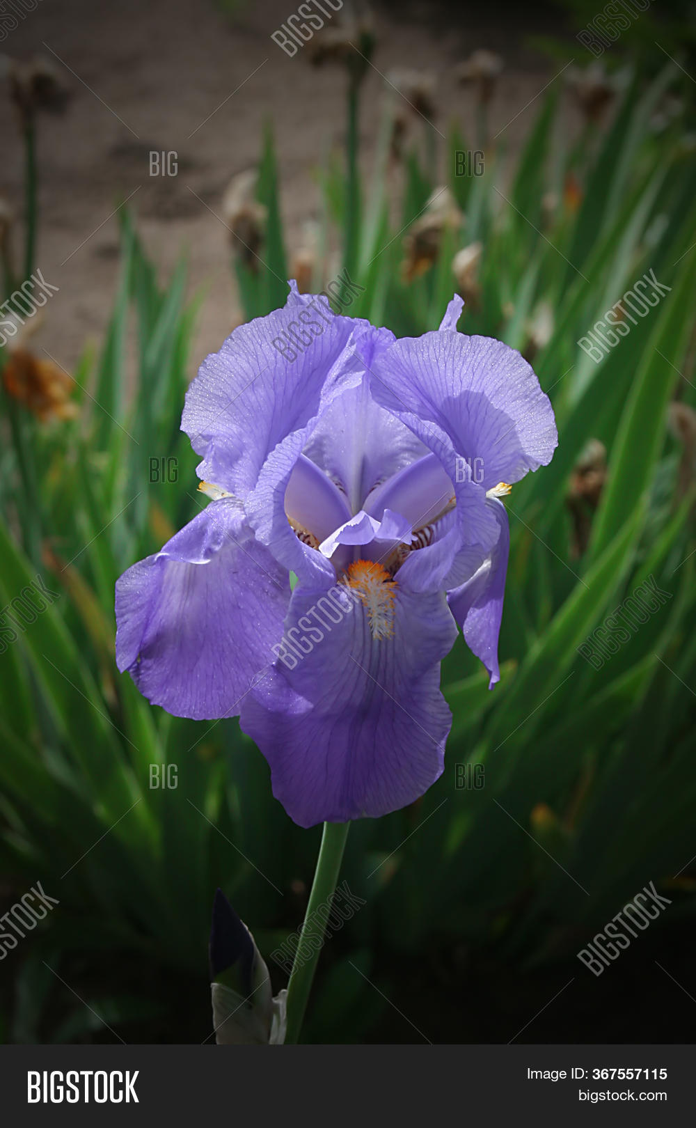 Beautiful Blue Iris Image & Photo (Free Trial) | Bigstock
