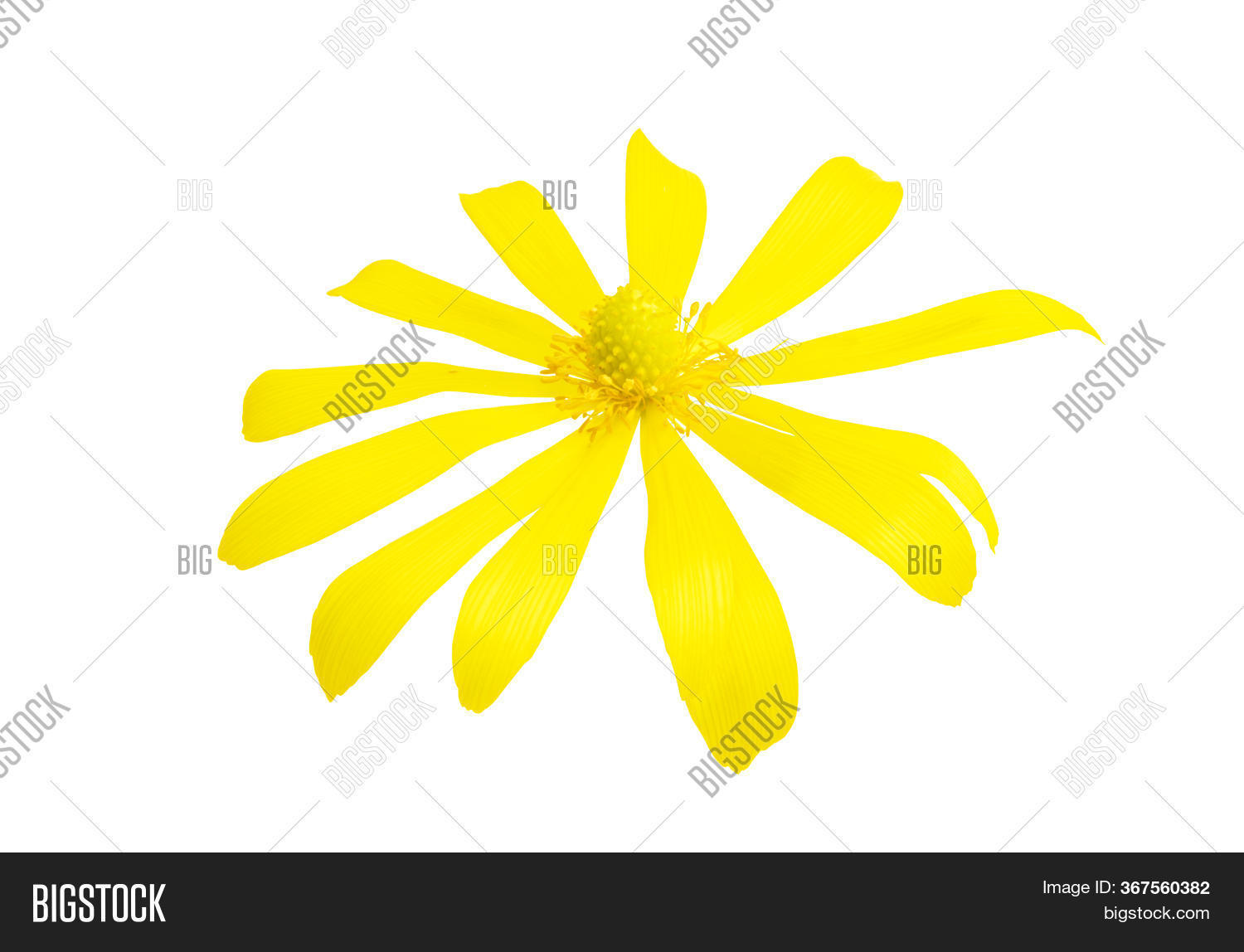 Yellow Spring Flower Image & Photo (Free Trial) | Bigstock