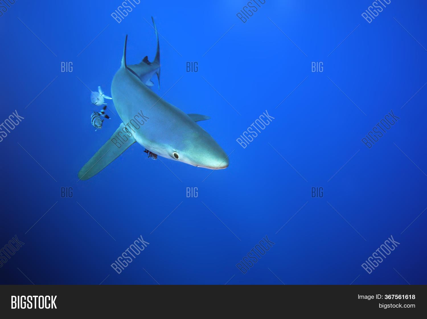 Blue Shark (prionace Image & Photo (Free Trial) | Bigstock