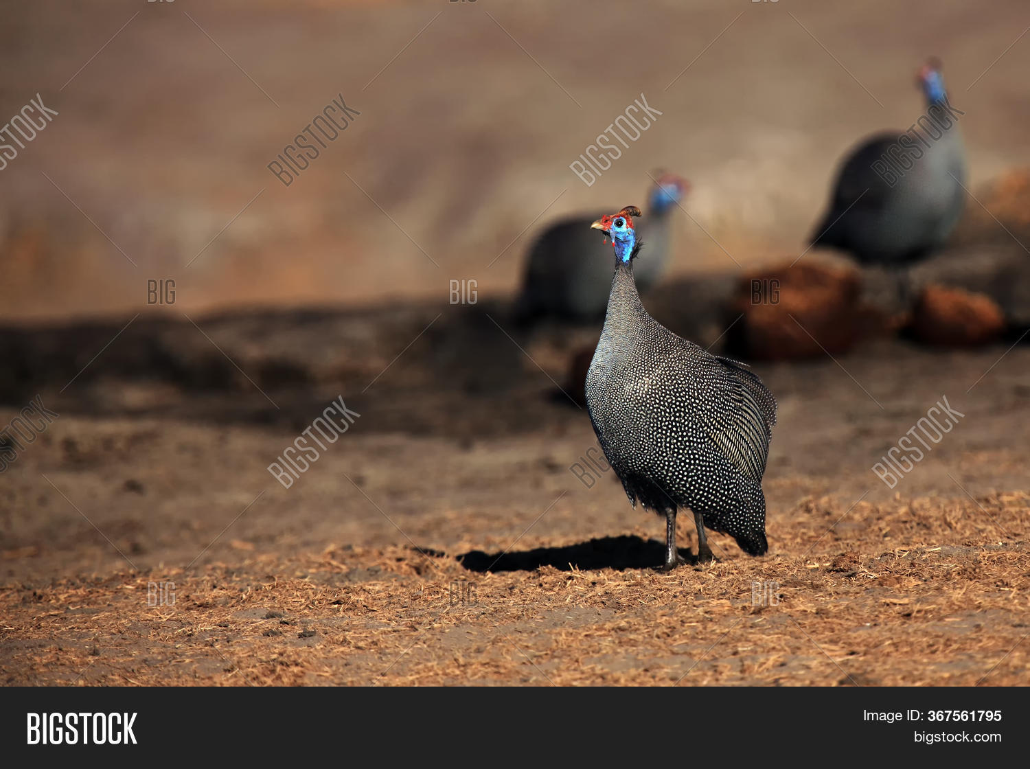 Helmeted Guineafowl ( Image & Photo (Free Trial) | Bigstock