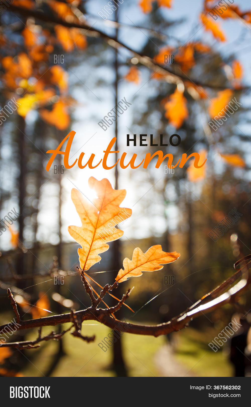 Hello Autumn Beautiful Image & Photo (Free Trial) | Bigstock