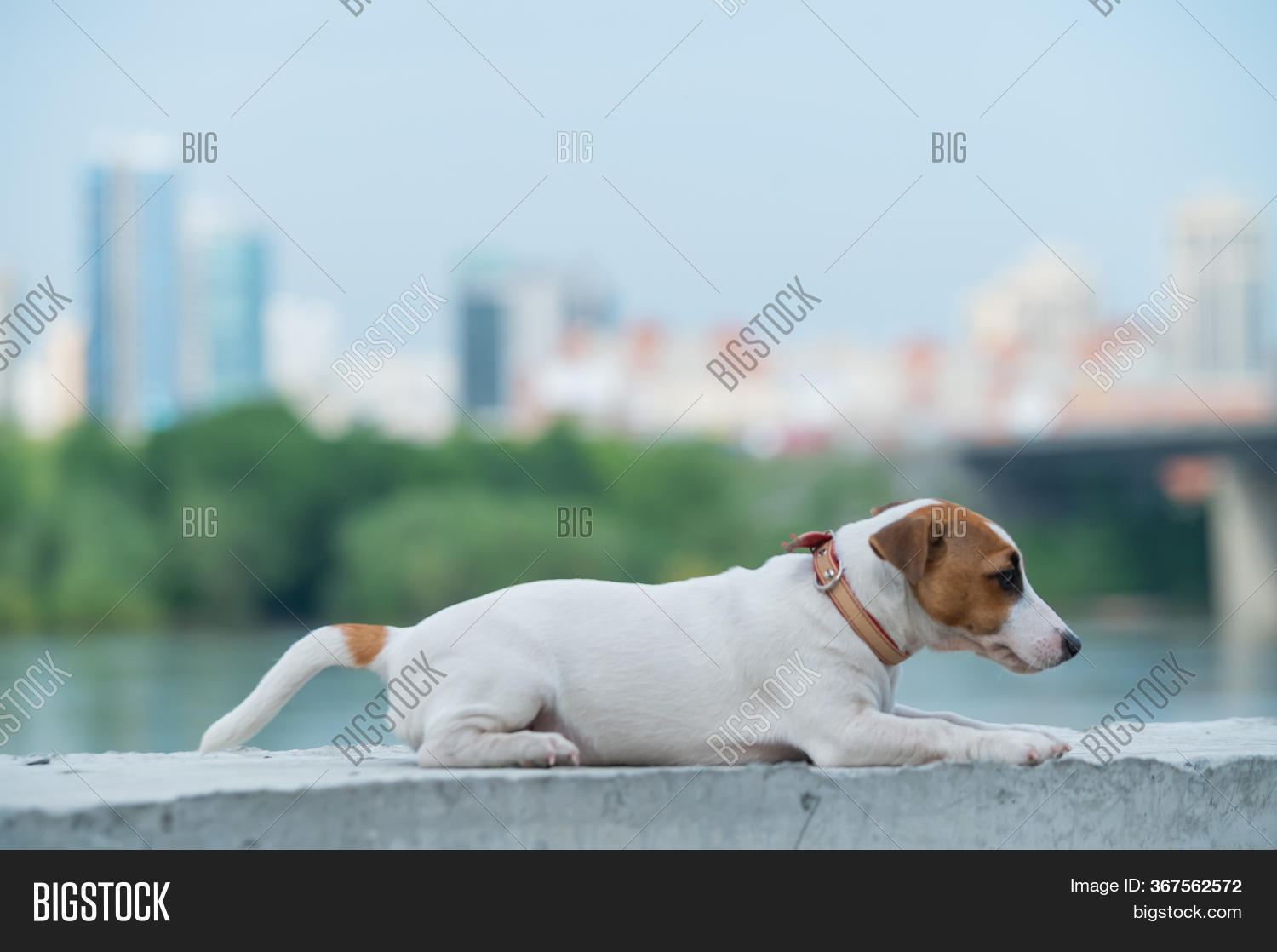 Frightened Puppy Lies Image & Photo (Free Trial) | Bigstock