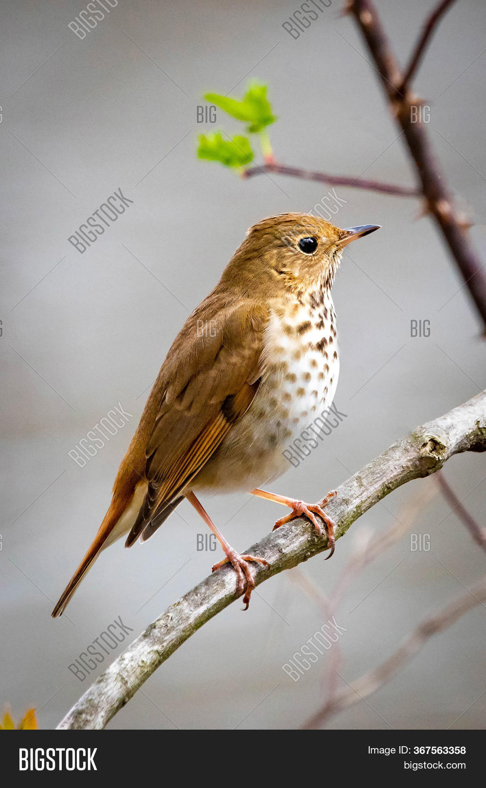 Cute Hermit Thrush Image & Photo (Free Trial) | Bigstock