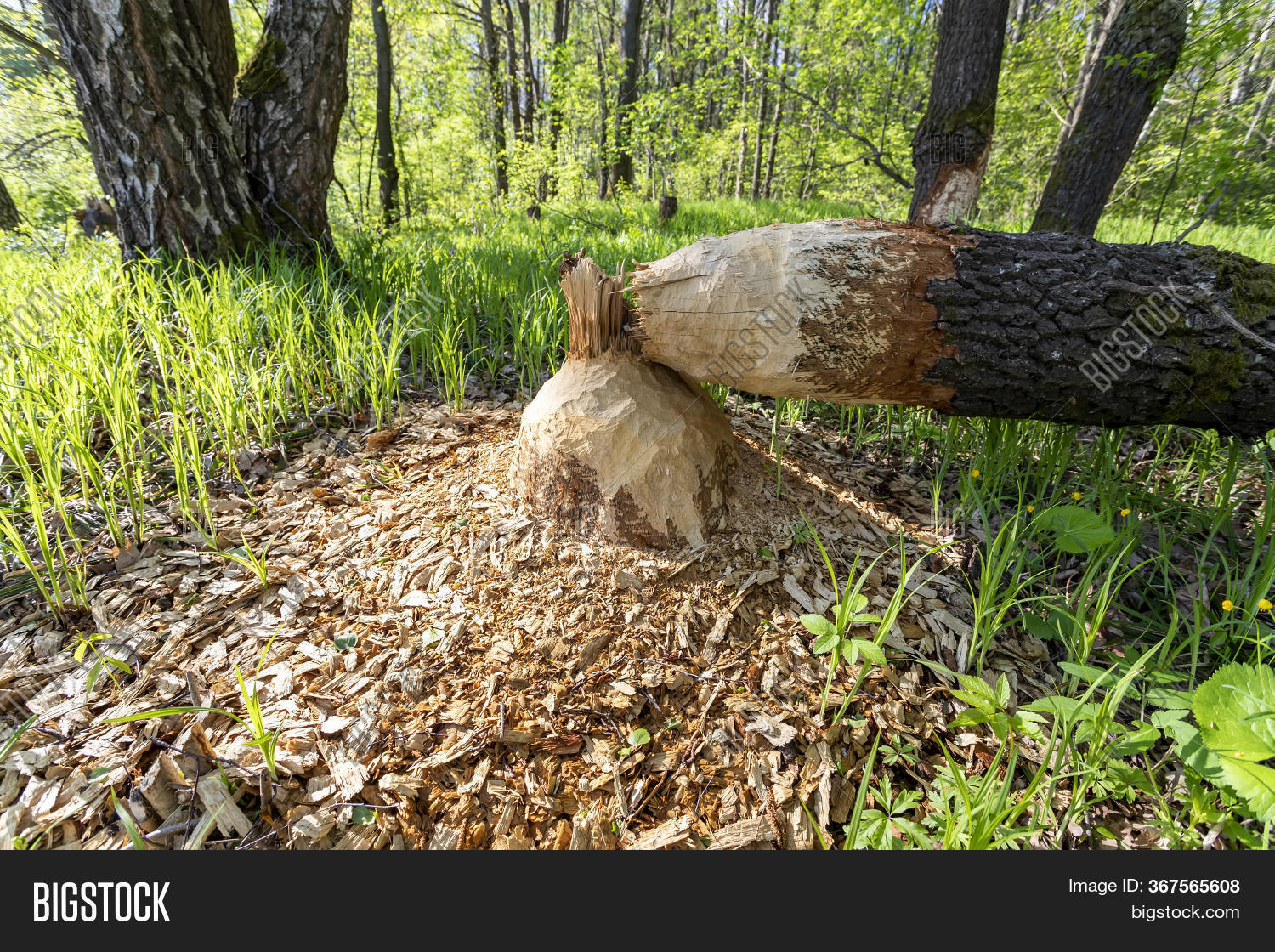 Destroyed Tree By Image & Photo (Free Trial) | Bigstock