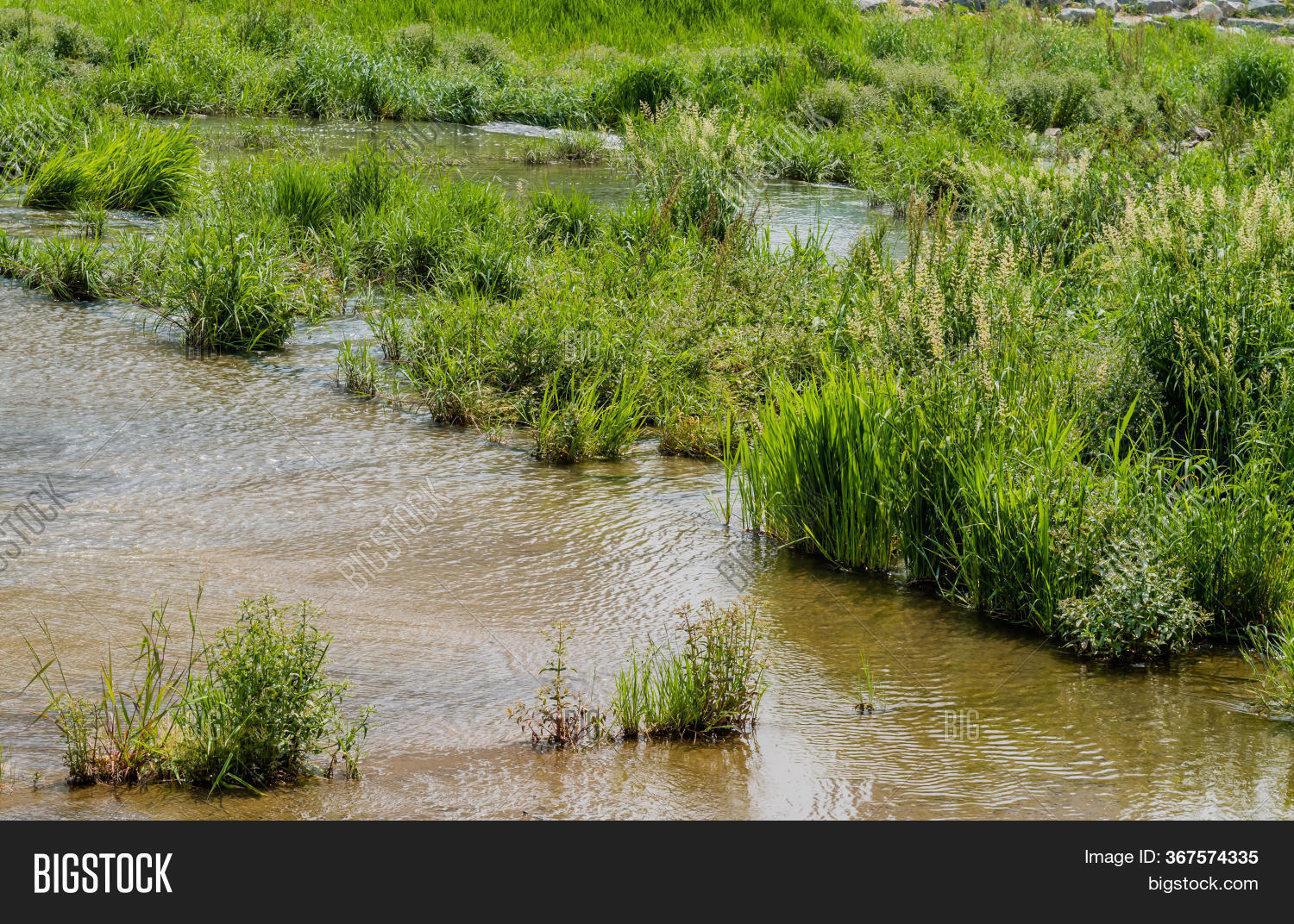 Tall Grass Weeds Image & Photo (Free Trial) | Bigstock