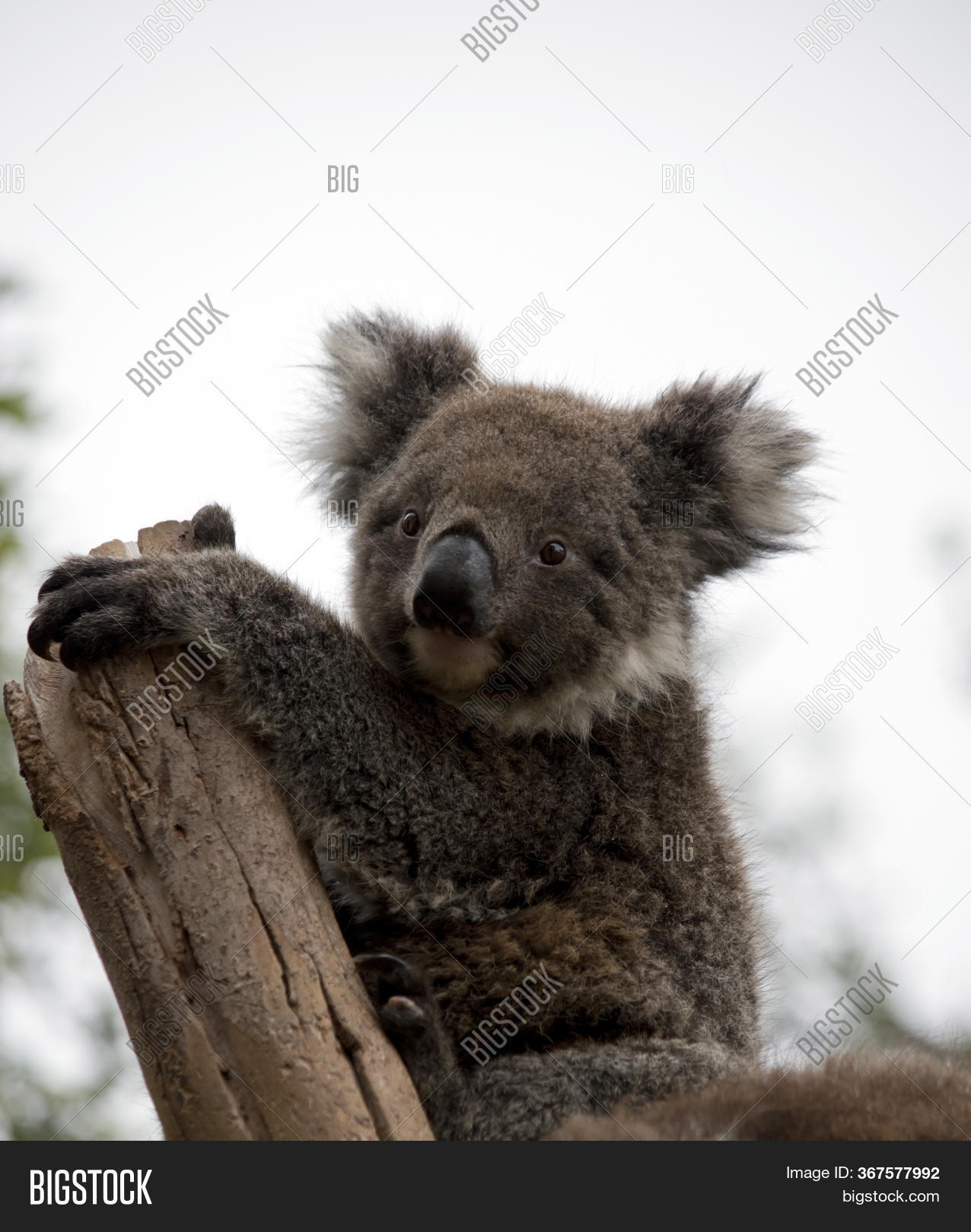 Young Koala Sitting Image & Photo (Free Trial) | Bigstock