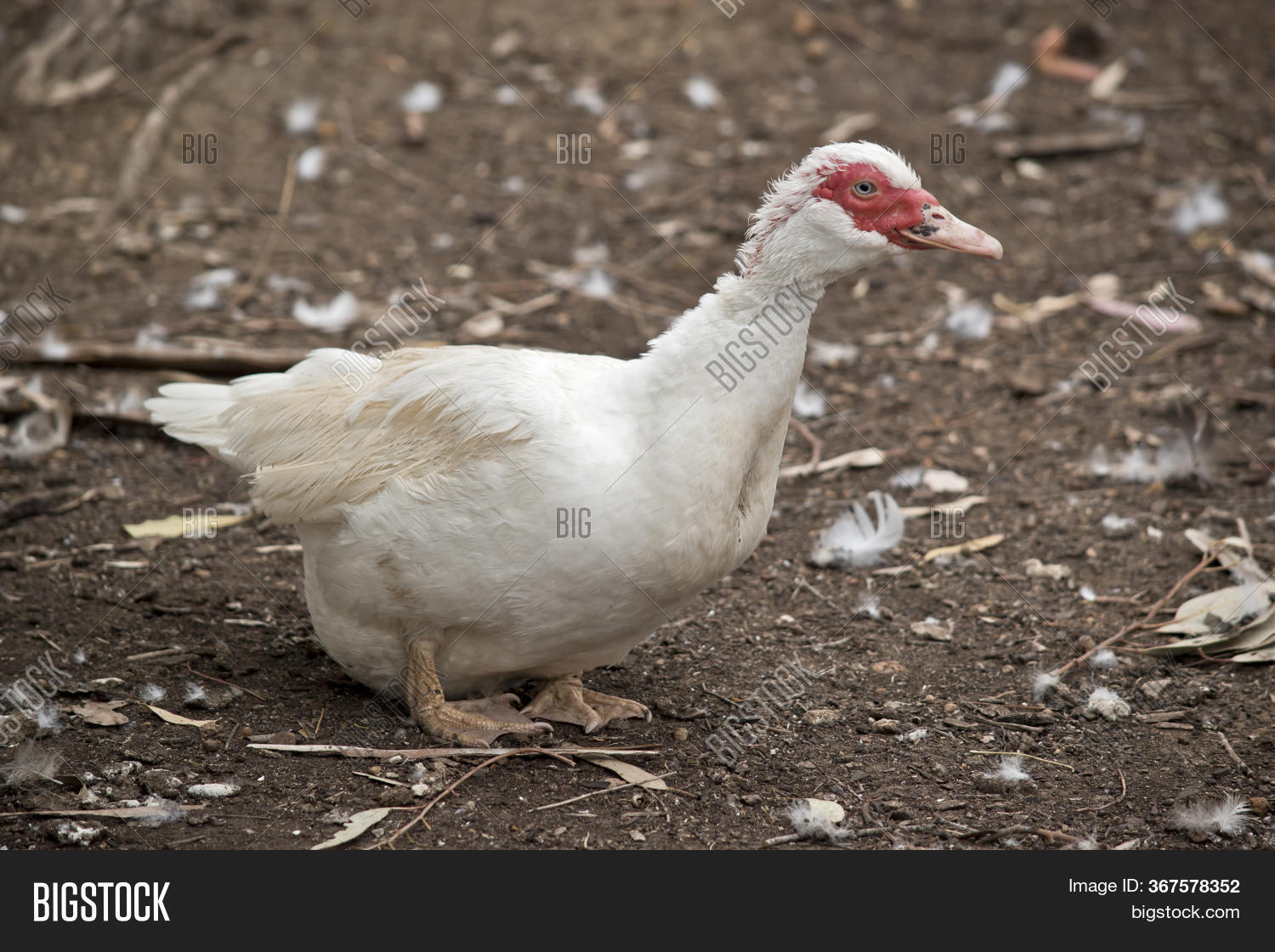 Muscovy Duck White Red Image & Photo (Free Trial) | Bigstock