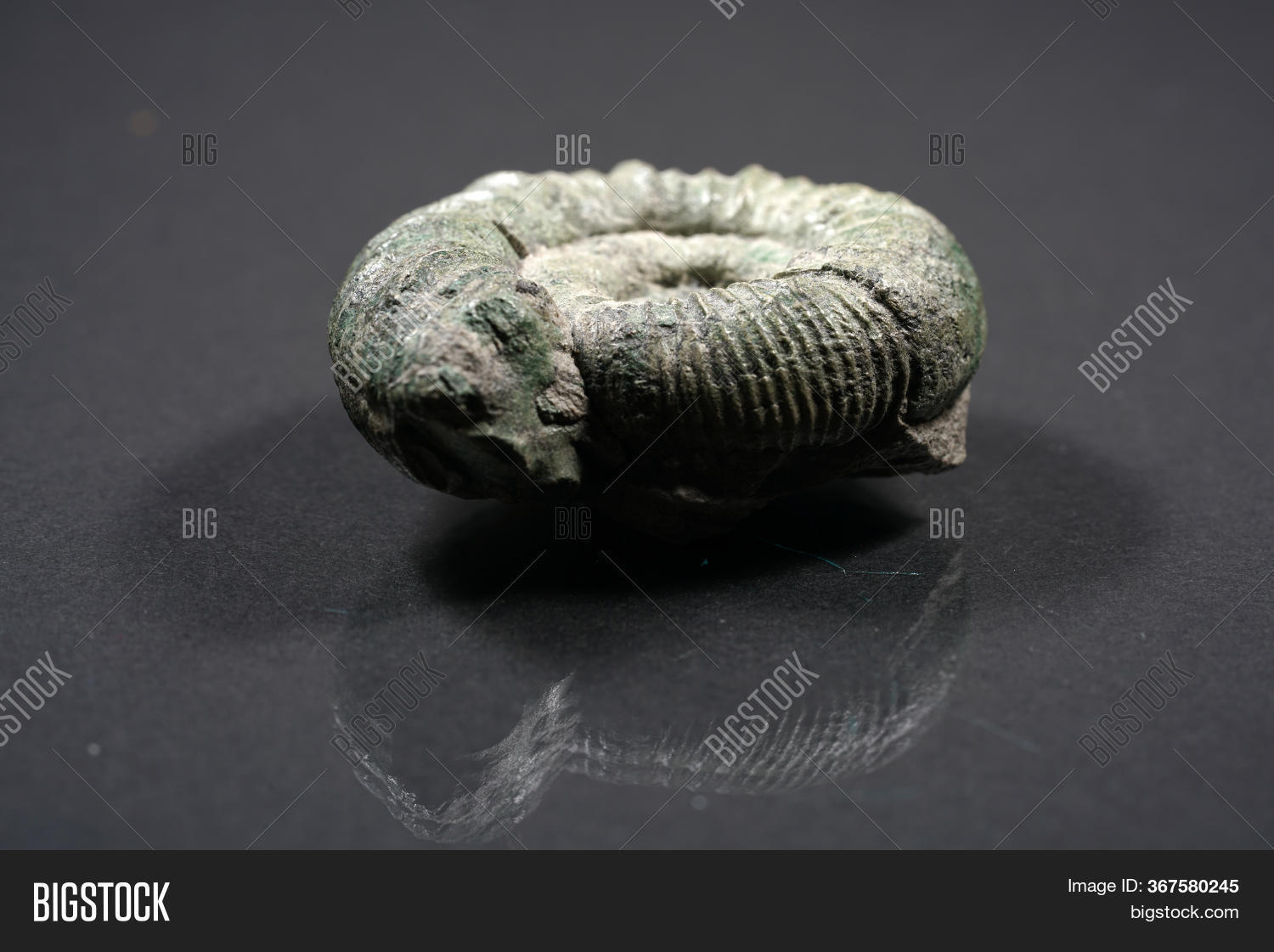 Ammonites, Ammonoidea Image & Photo (Free Trial) | Bigstock