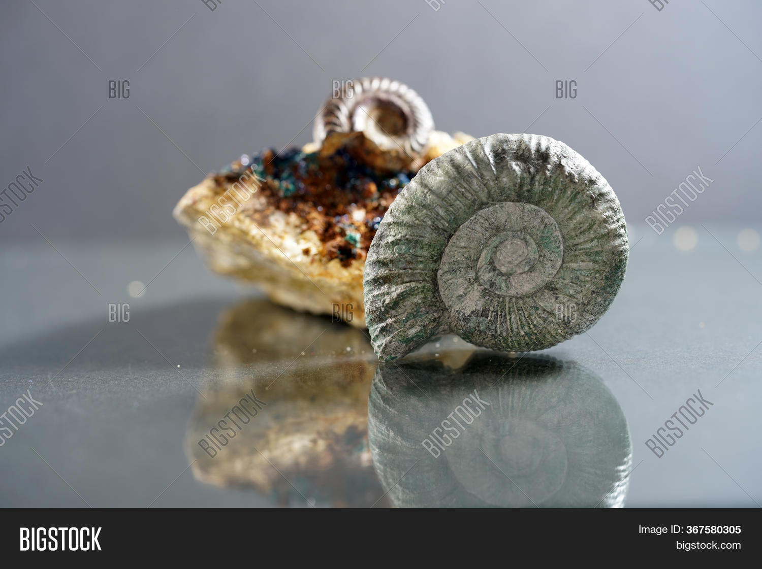 Ammonites, Ammonoidea Image & Photo (Free Trial) | Bigstock