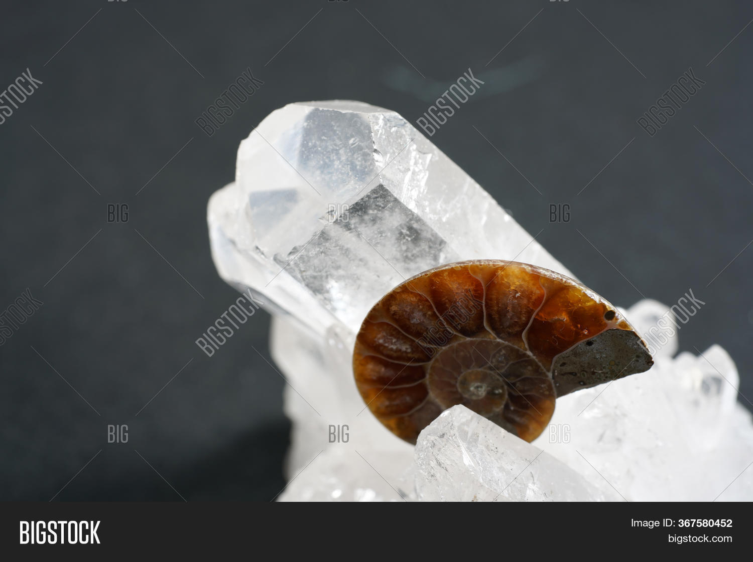 Ammonites, Ammonoidea Image & Photo (Free Trial) | Bigstock