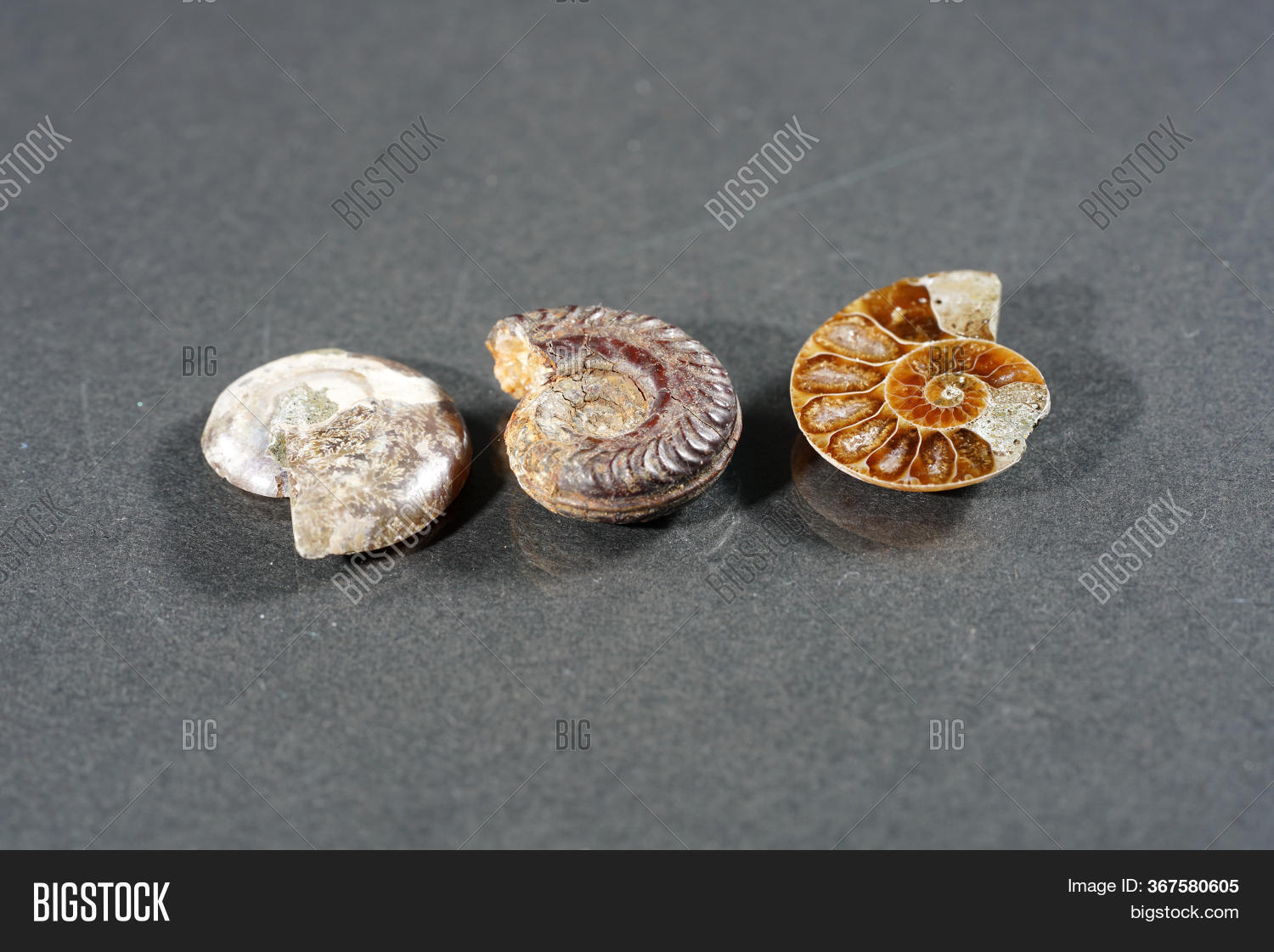 Ammonites, Ammonoidea Image & Photo (Free Trial) | Bigstock