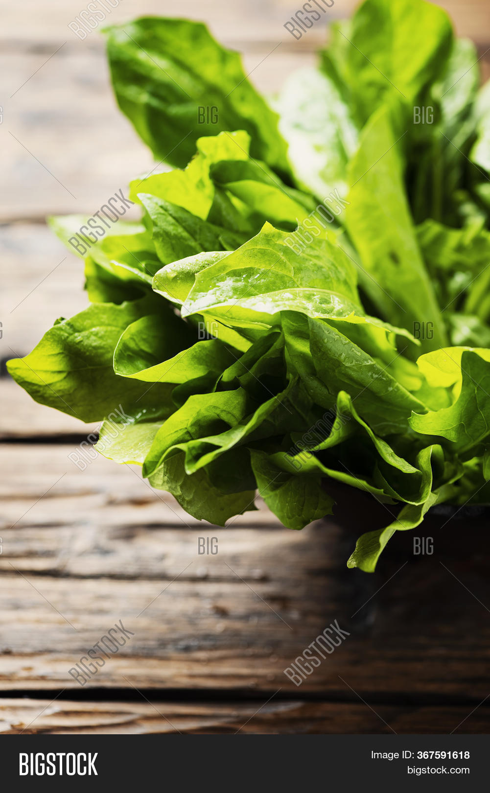 Fresh Green Chicory Image & Photo (Free Trial) | Bigstock