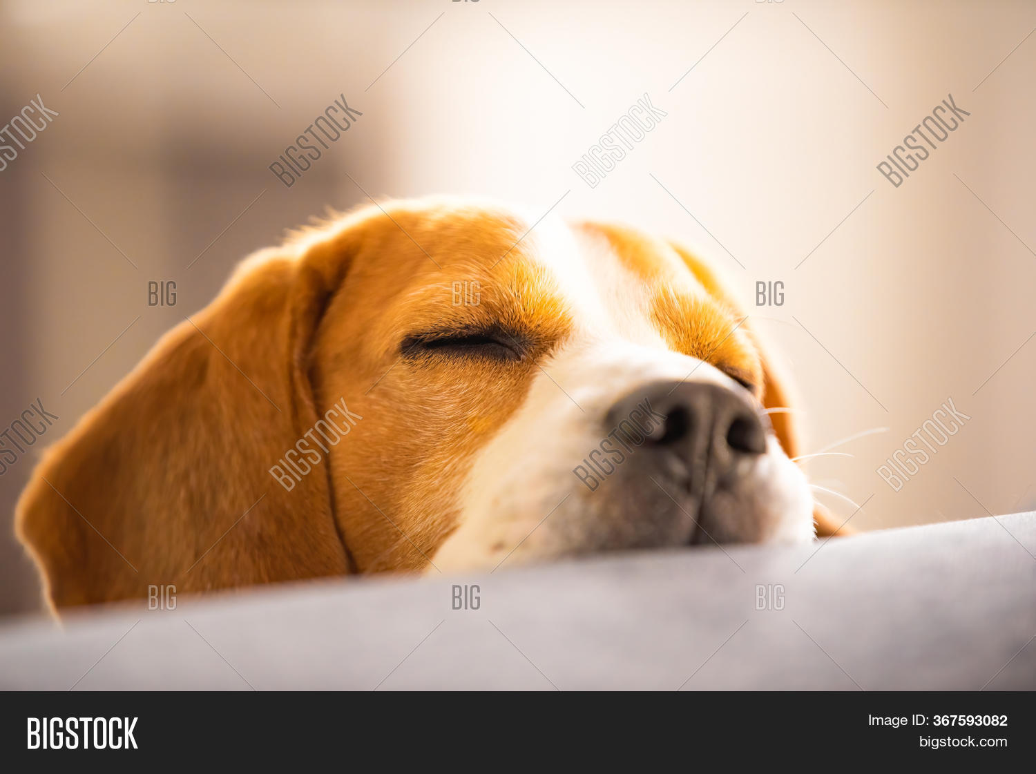 Beagle Dog Falling Image & Photo (Free Trial) | Bigstock