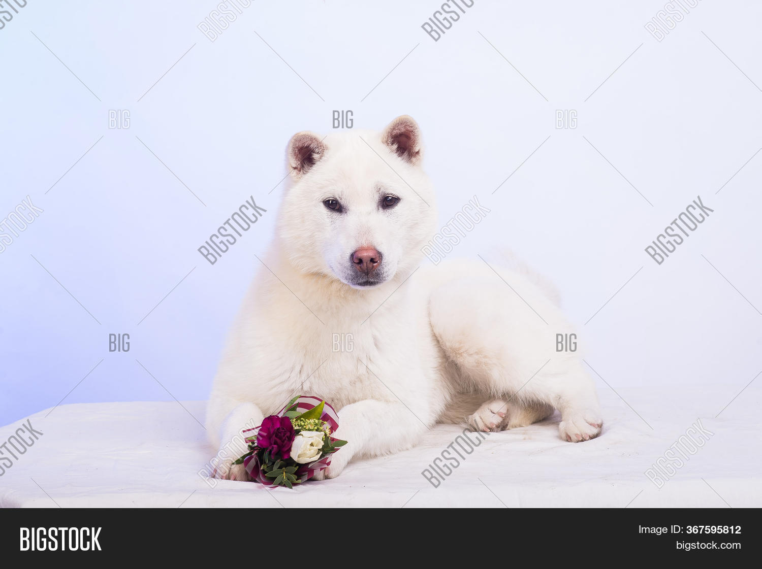 Kishu Inu White Image & Photo (Free Trial) | Bigstock